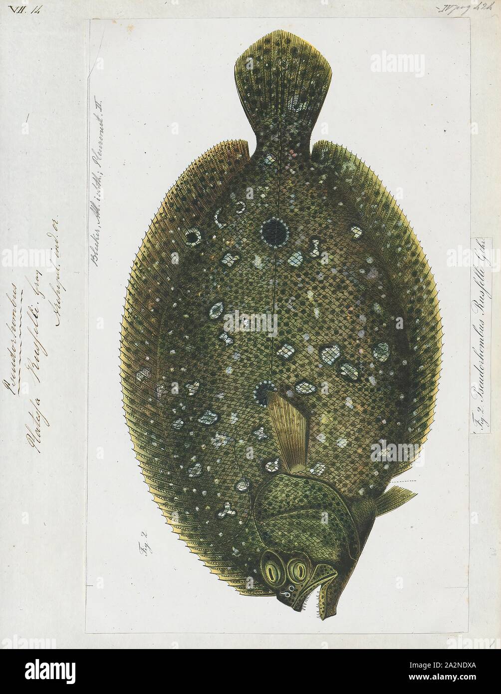 Pseudorhombus russellii, Print, Pseudorhombus is a genus of large-tooth ...