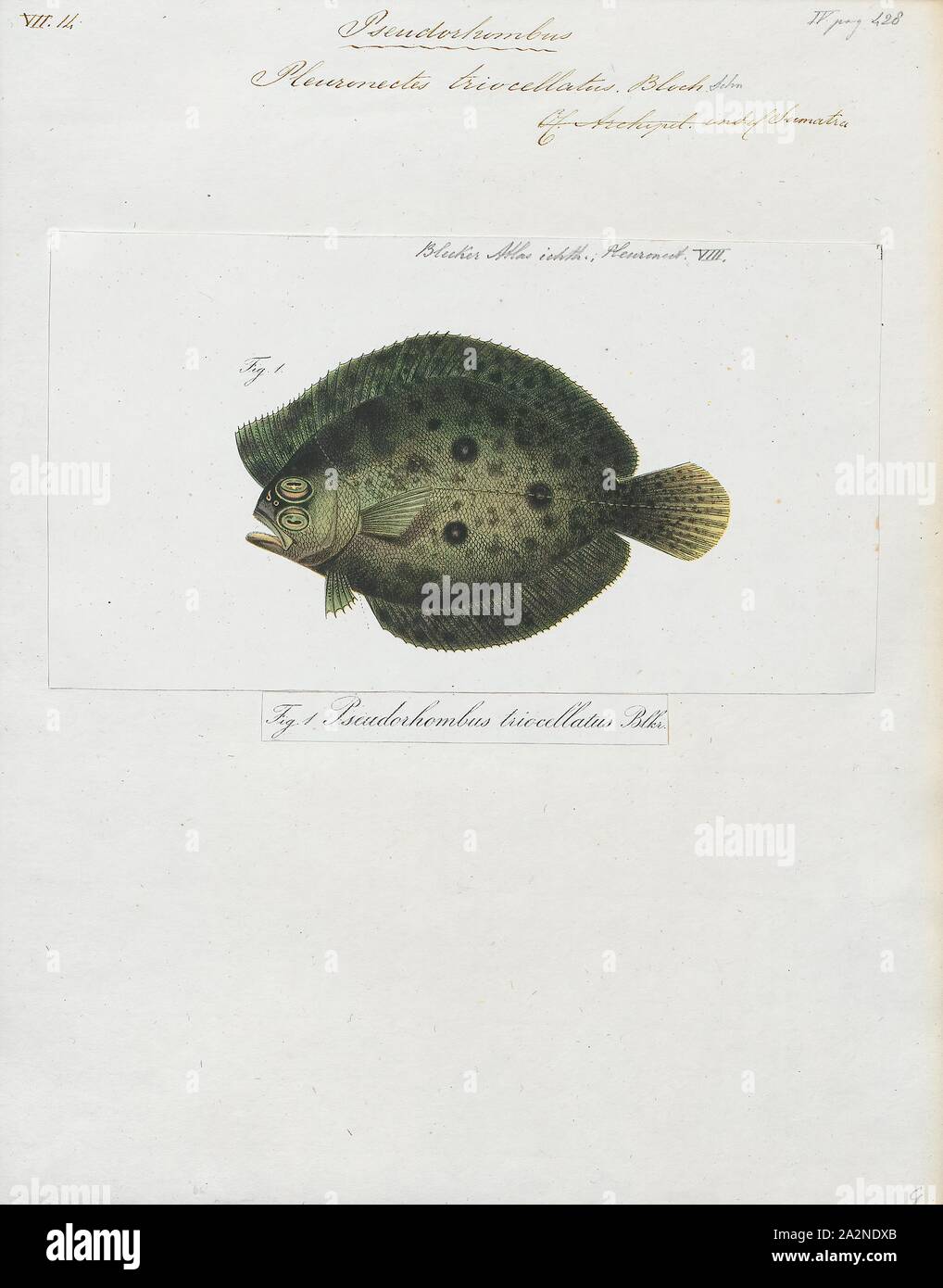 Pseudorhombus triocellatus, Print, Pseudorhombus is a genus of large ...