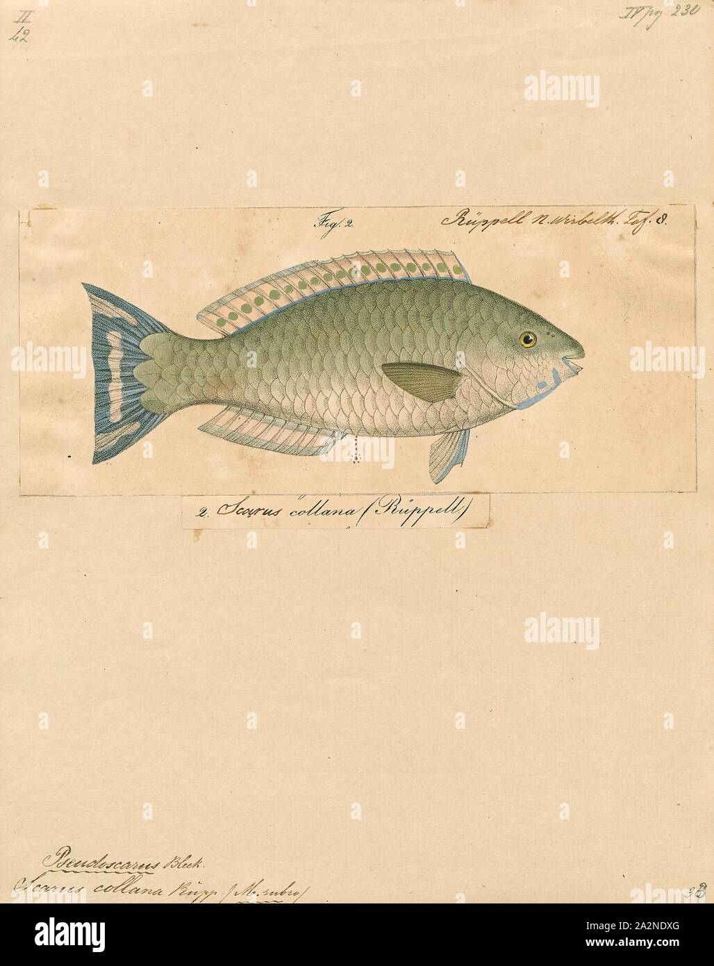 Indian and pacific oceans hi-res stock photography and images - Alamy