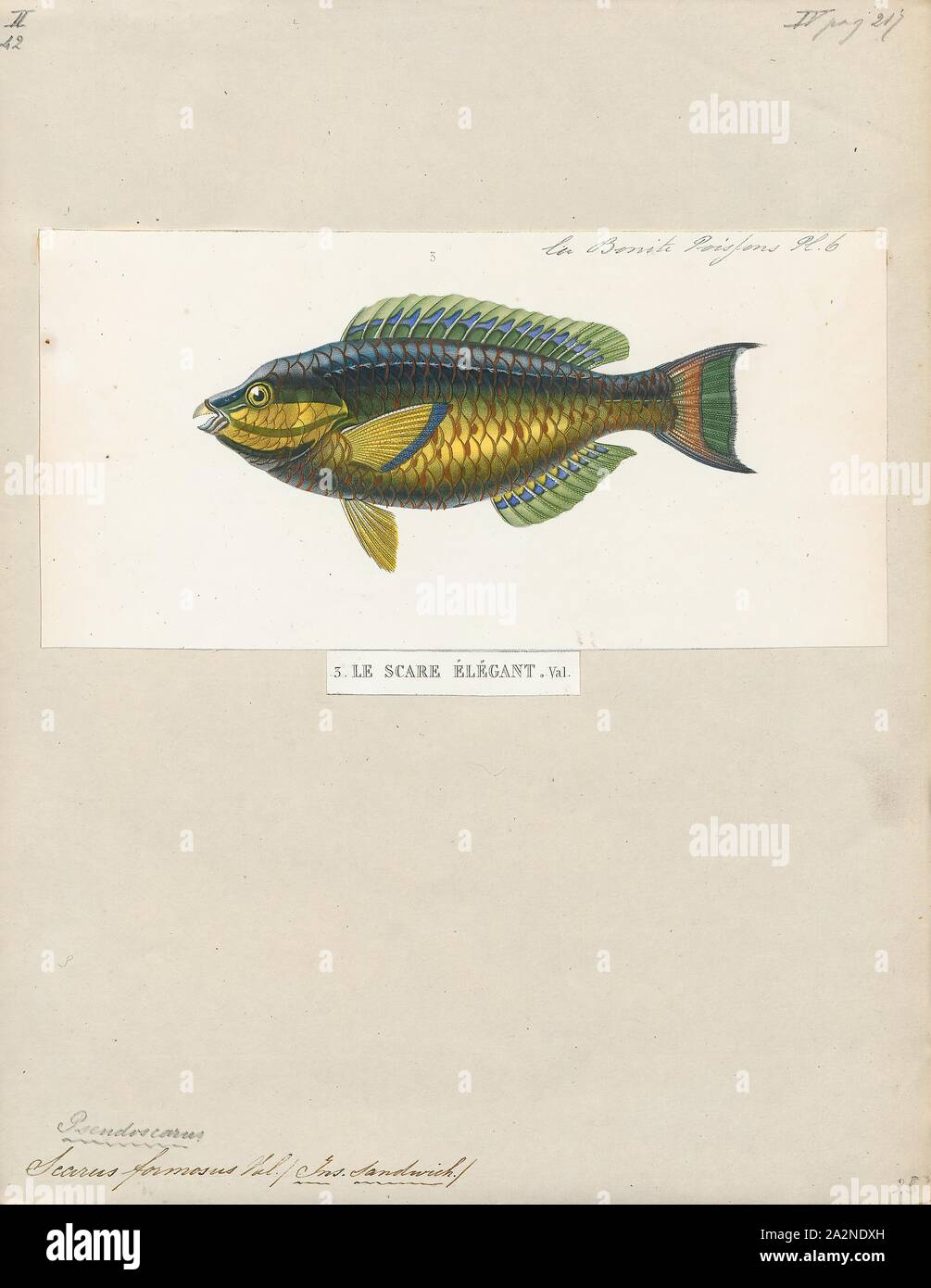 Formosus hi-res stock photography and images - Alamy