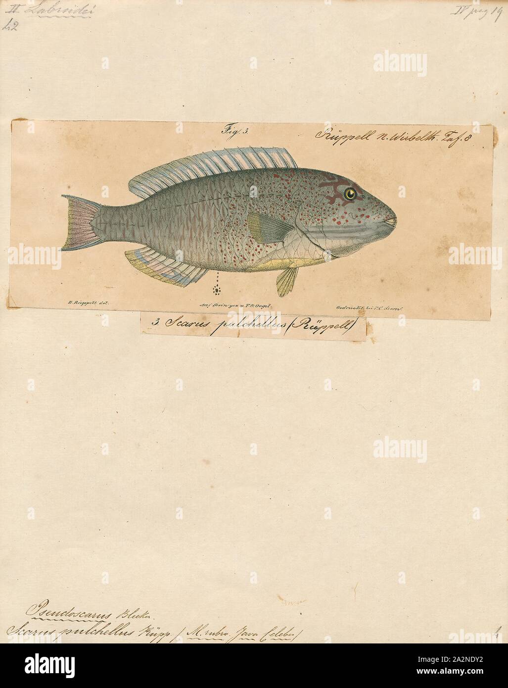 Pulchellus hi-res stock photography and images - Alamy