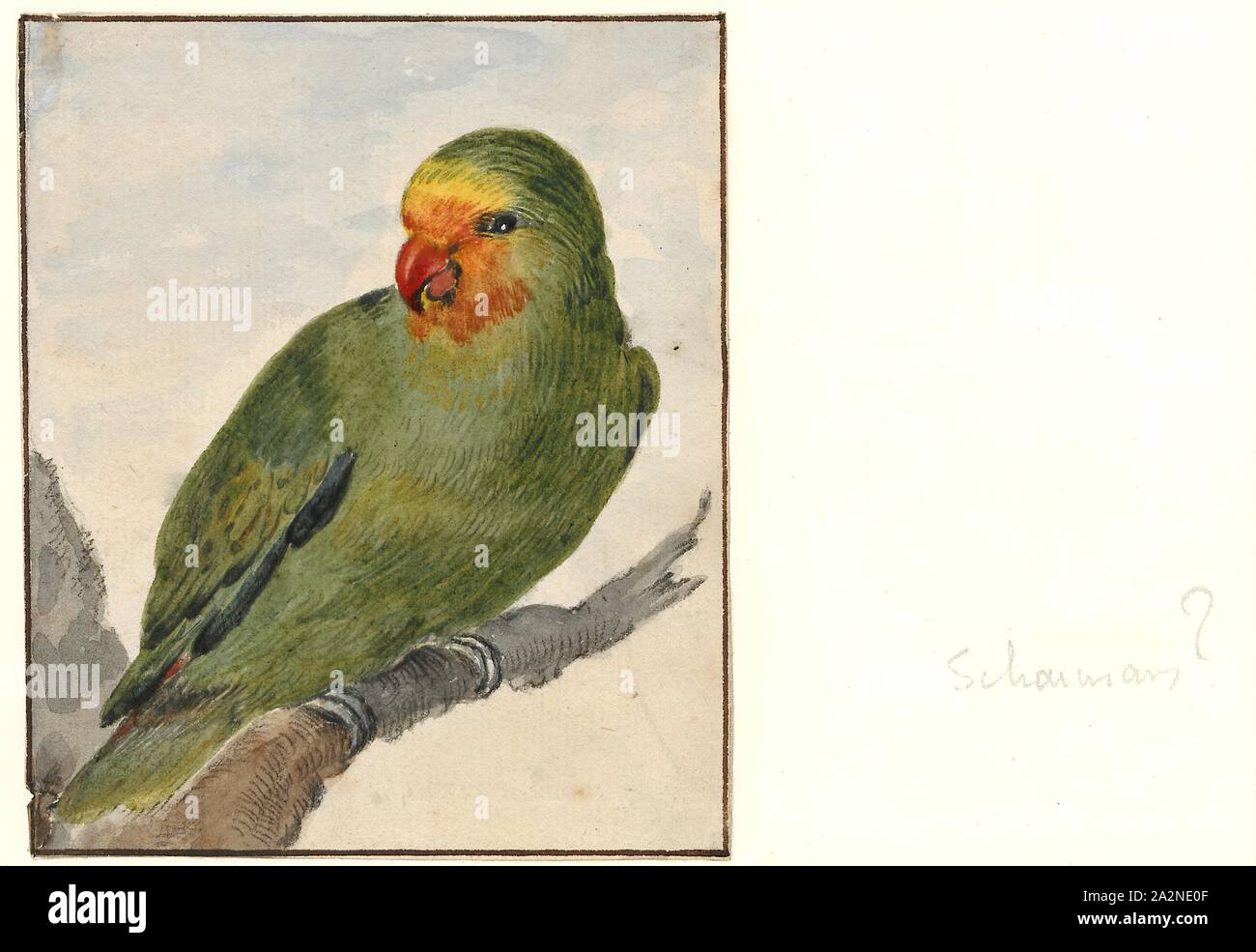 Psittacidae subfamily hi-res stock photography and images - Alamy