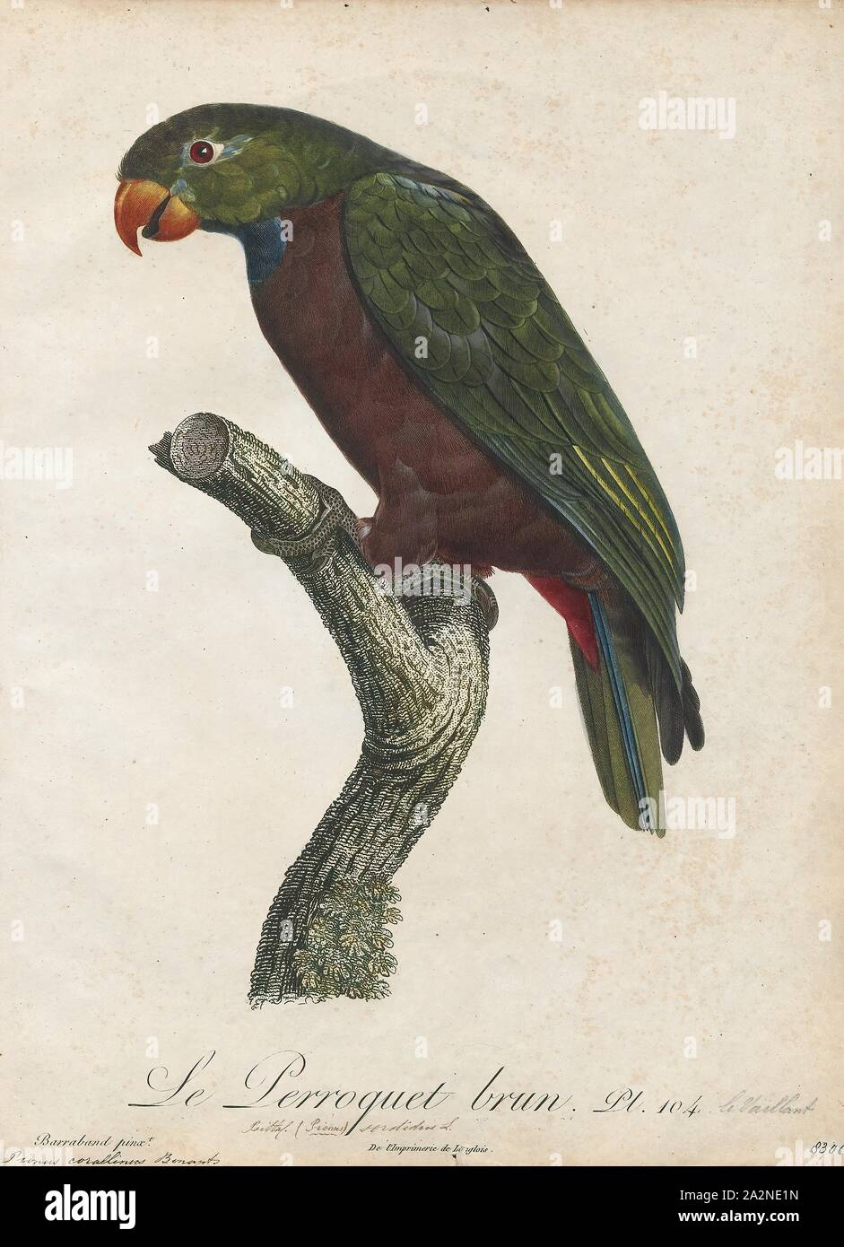 Psittacus sordidus, Print, 1796-1808 Stock Photo - Alamy