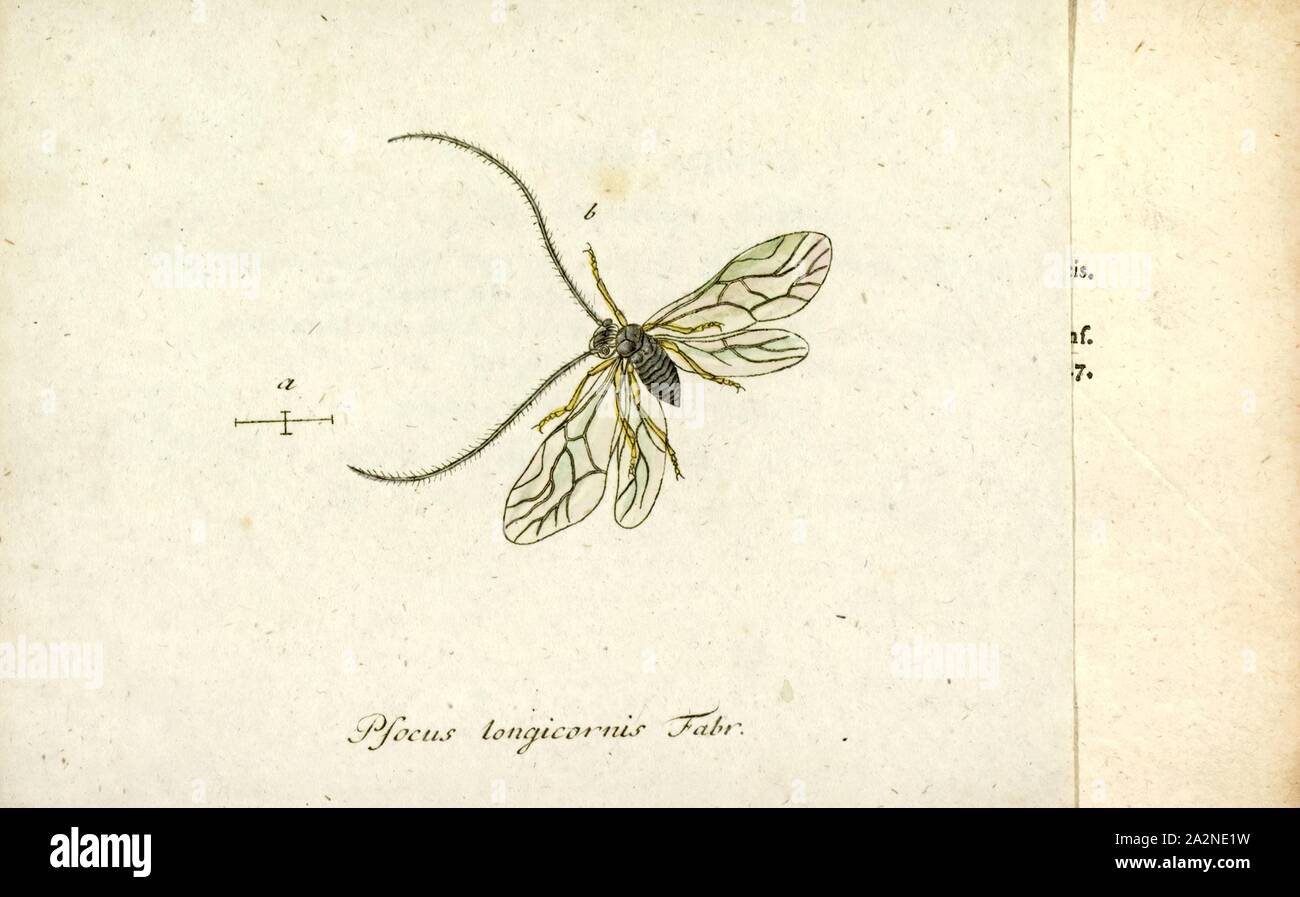 Psocidae hi-res stock photography and images - Alamy