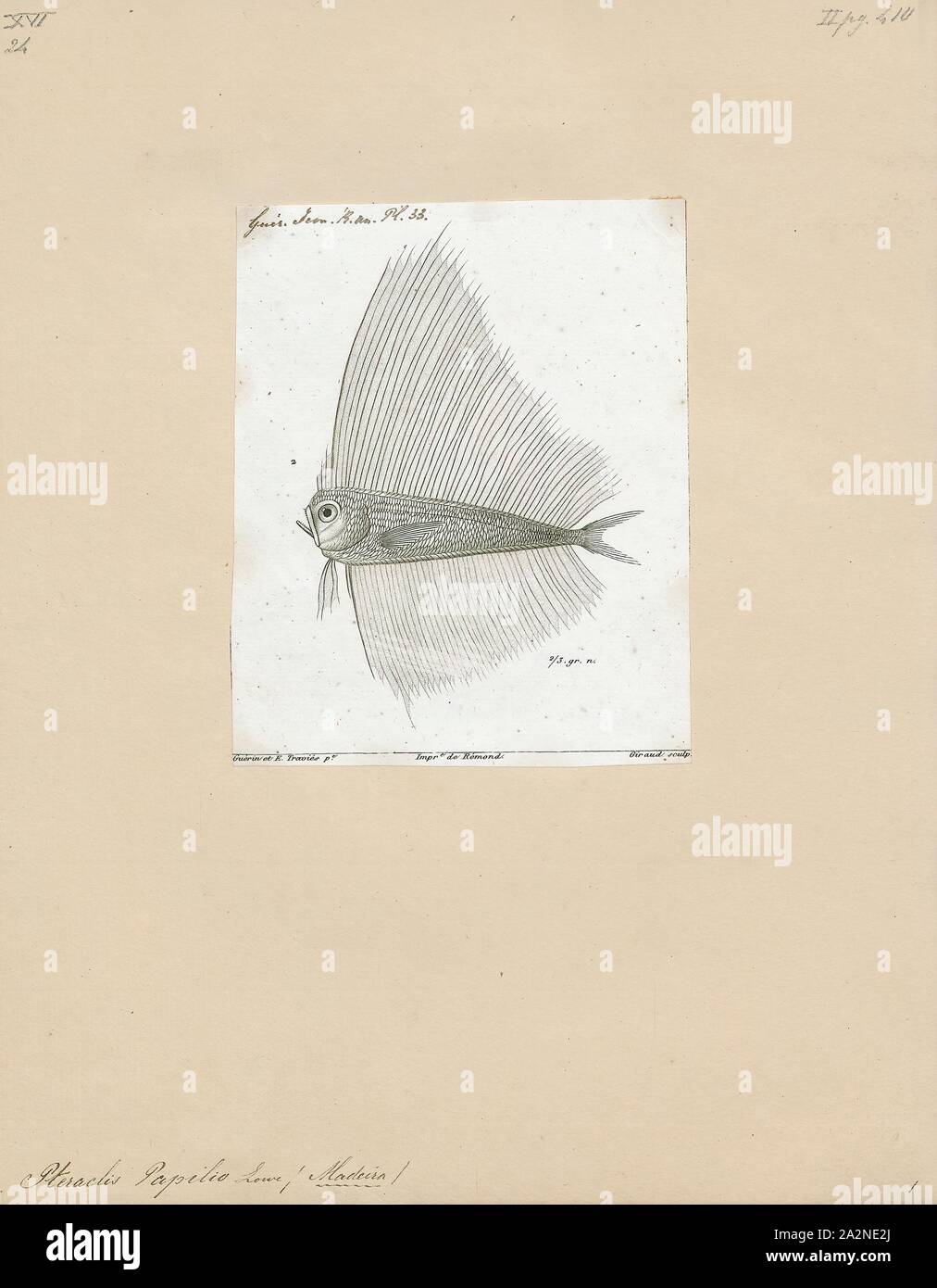 Pteraclis papilio, Print, Pteraclis is a genus of fish in the family ...