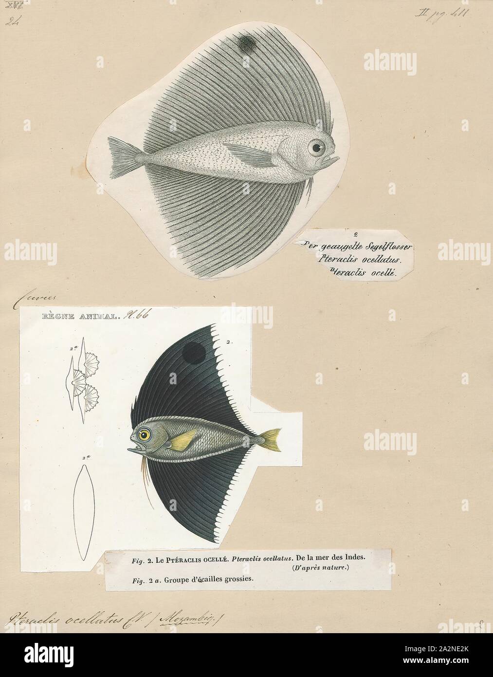 Pteraclis ocellatus, Print, Pteraclis is a genus of fish in the family ...