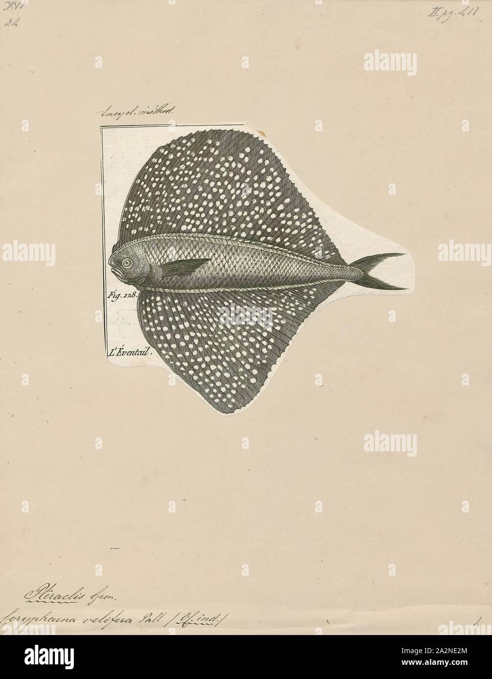 Pteraclis velifer hi-res stock photography and images - Alamy