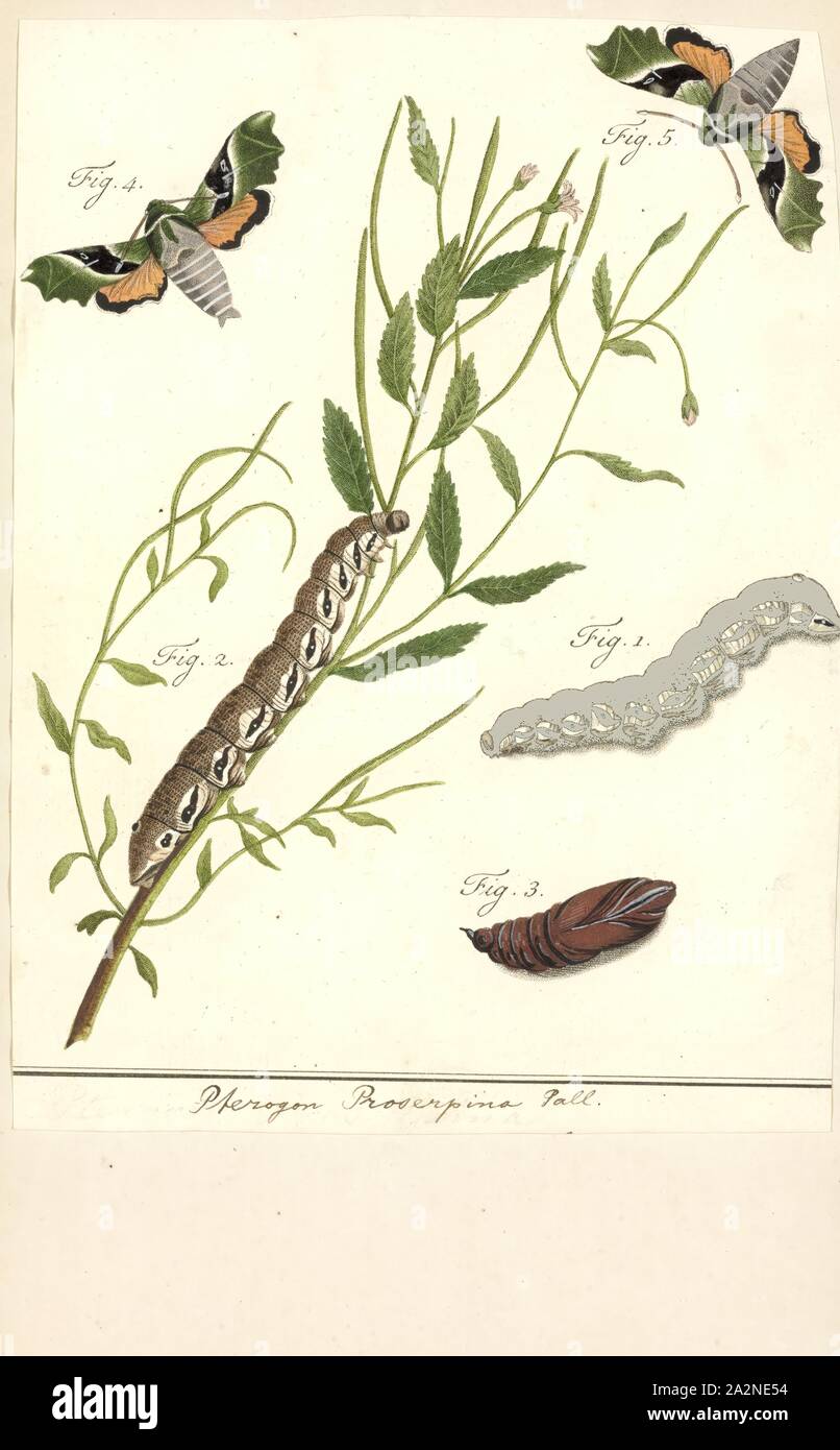 Family sphingidae sphinx moths hi-res stock photography and images - Alamy