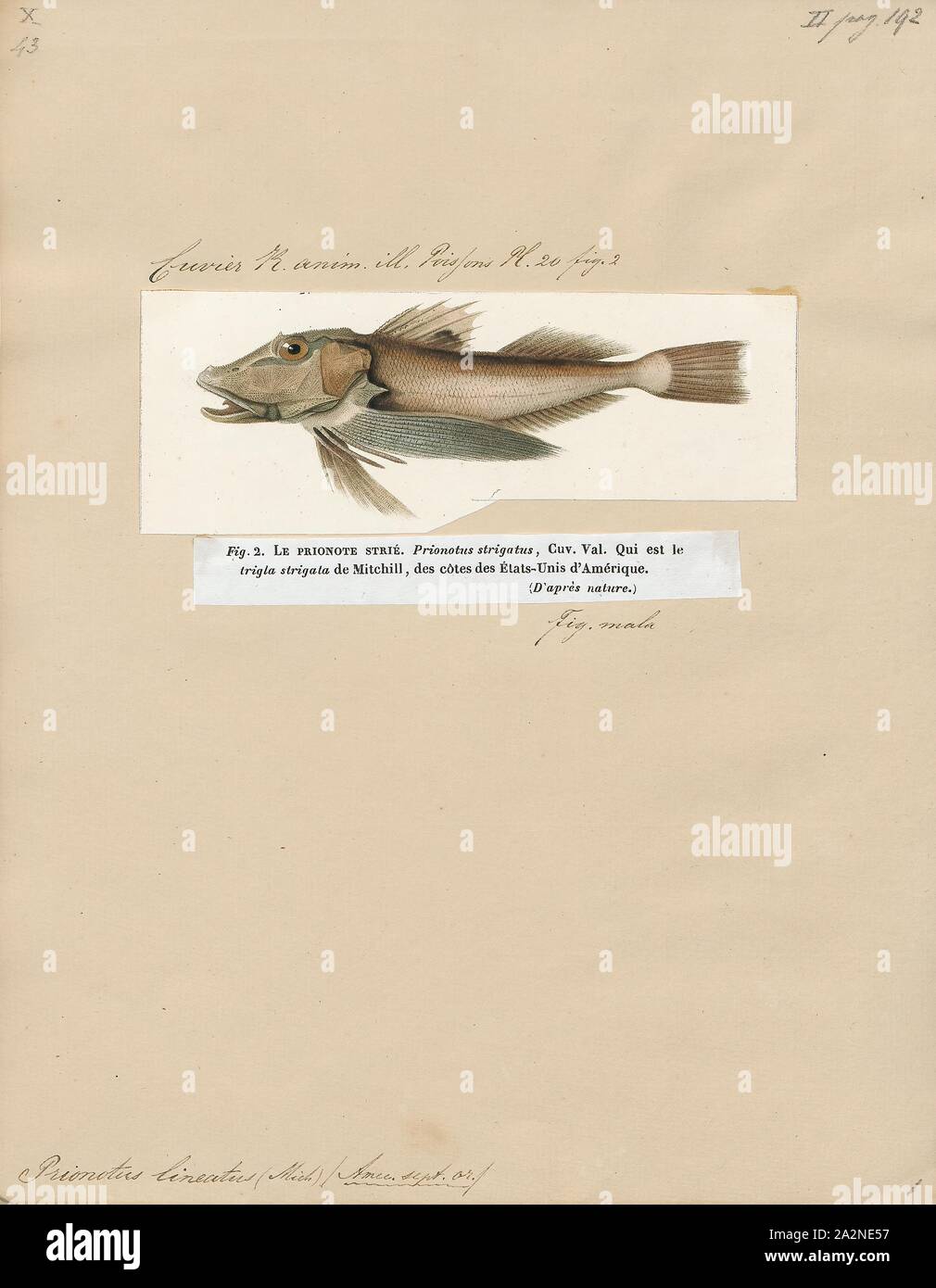 Pterois cincta, Print, 1700-1880 Stock Photo - Alamy