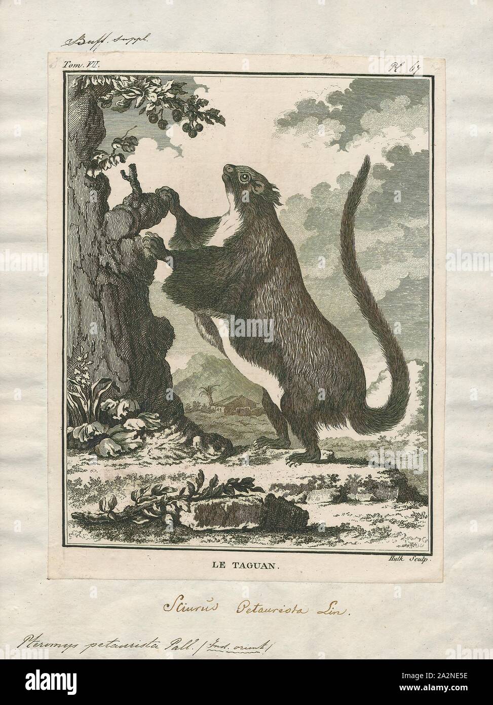 Pteromys petaurista, Print, Commonly referred to as the Old World ...