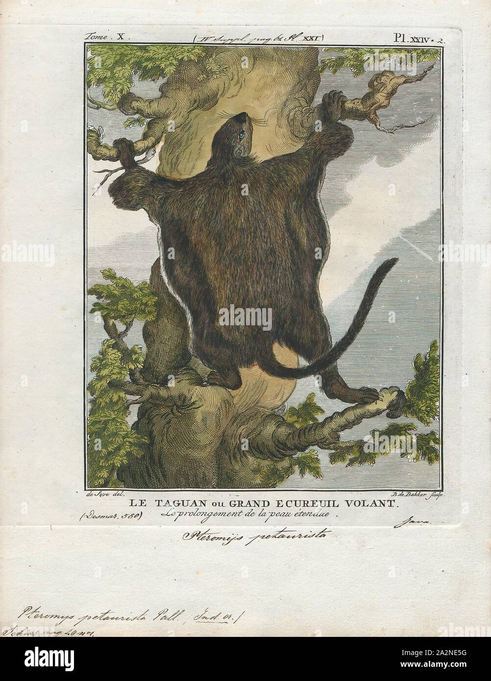 Pteromys petaurista, Print, Commonly referred to as the Old World ...