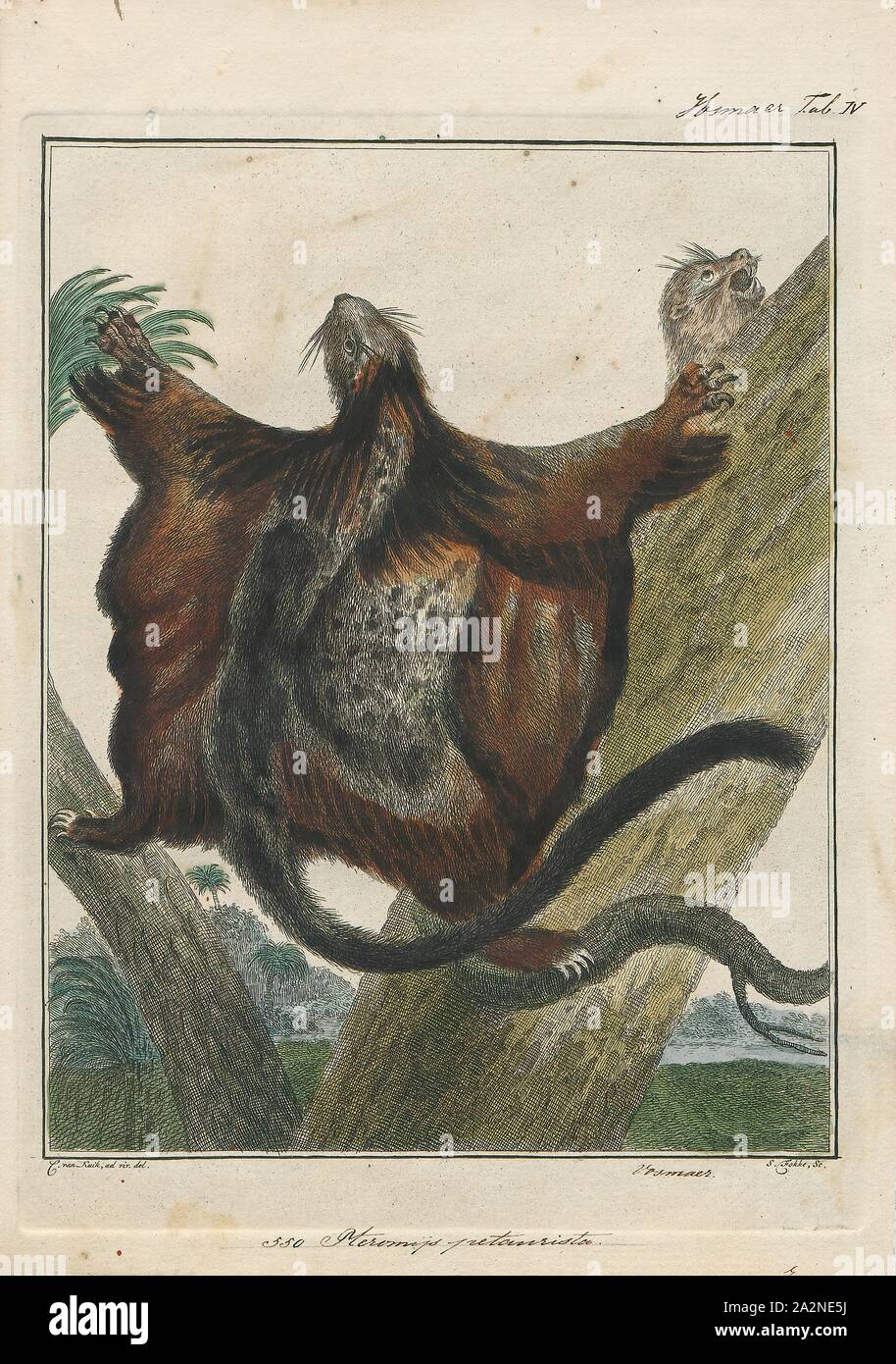 Old world flying squirrel hi-res stock photography and images - Alamy