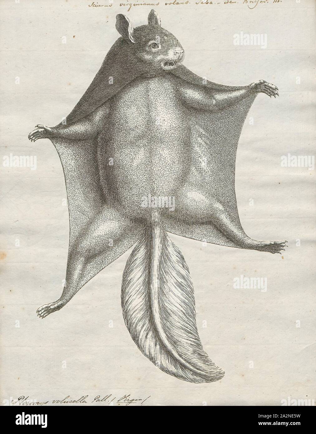 Pteromys volucella, Print, Commonly referred to as the Old World flying ...