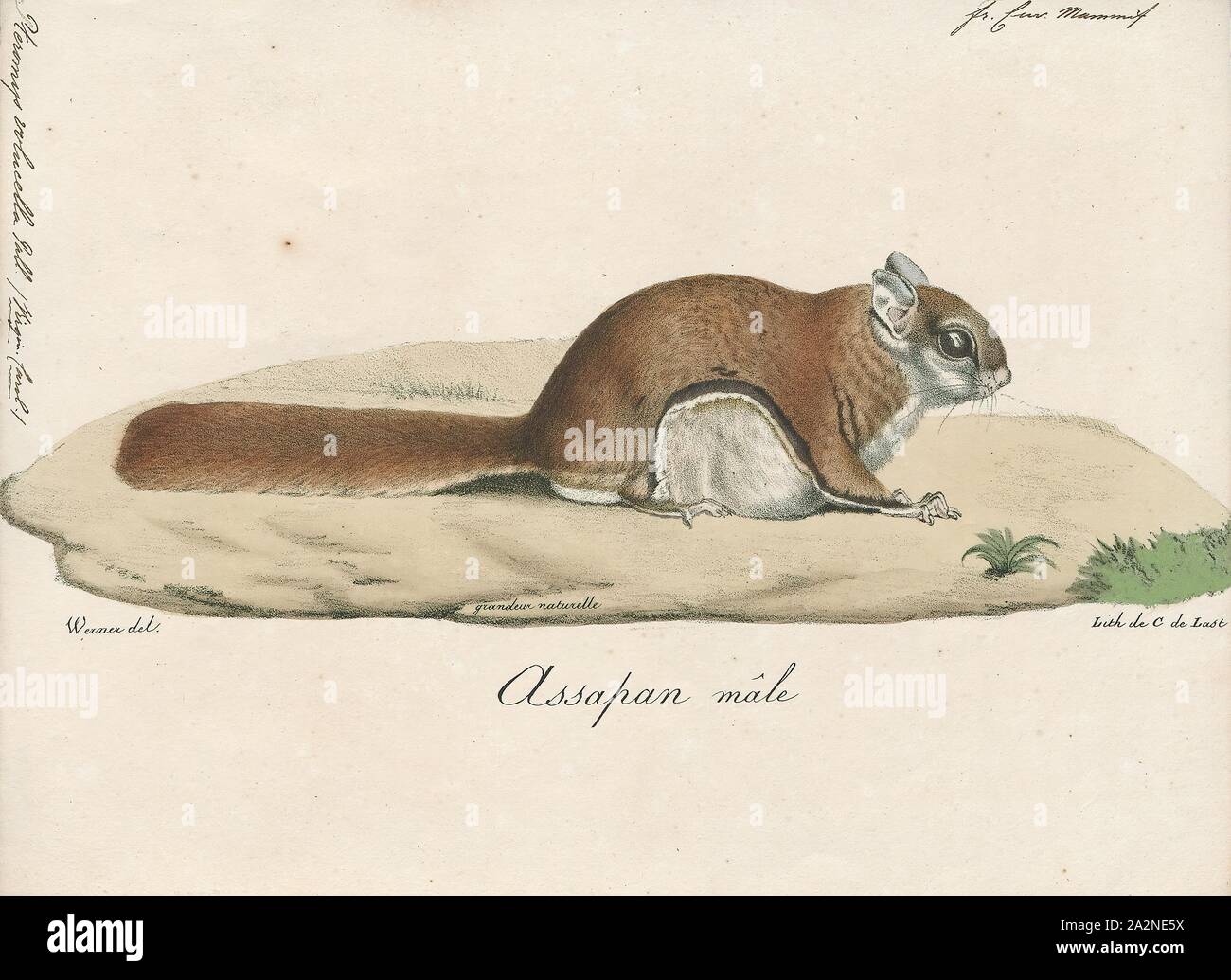 Flying squirrel genera hi-res stock photography and images - Alamy