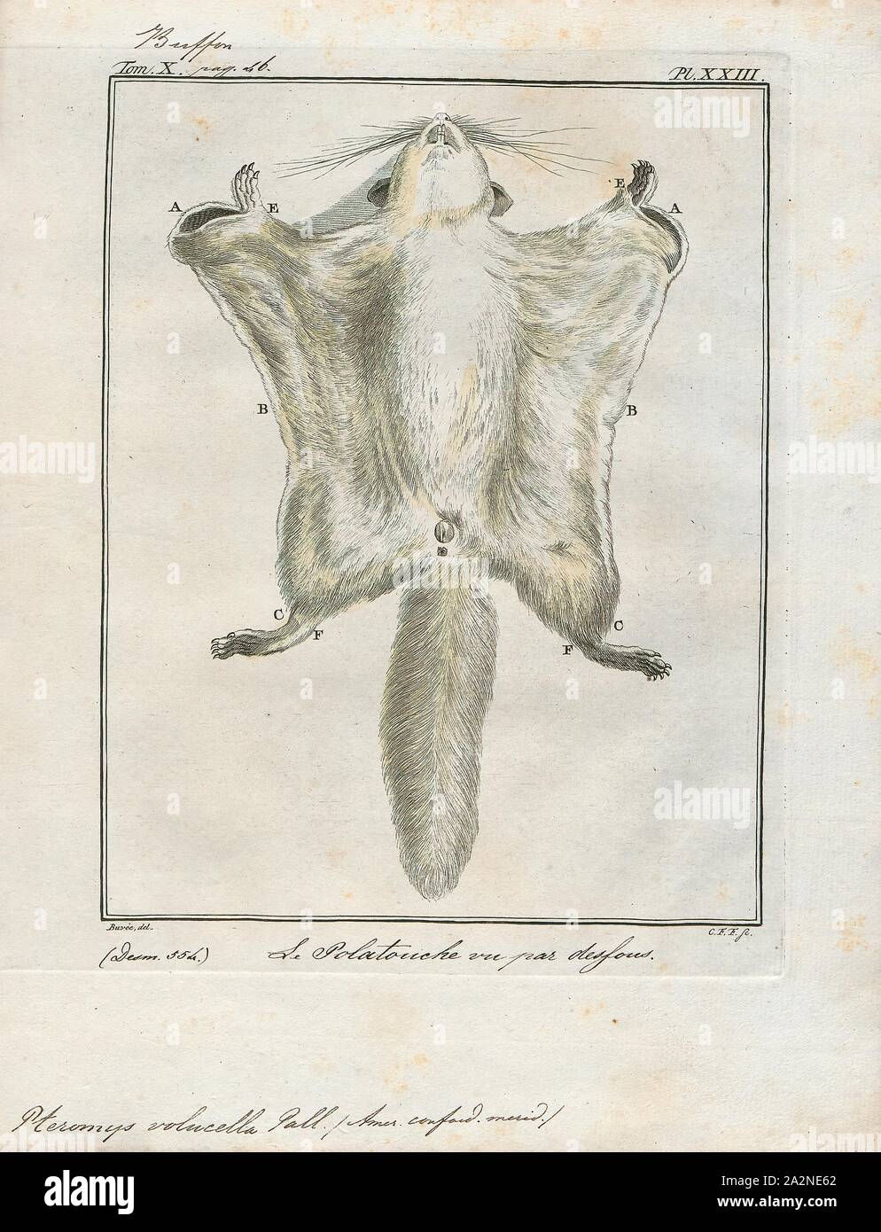 Old world flying squirrels hi-res stock photography and images - Alamy