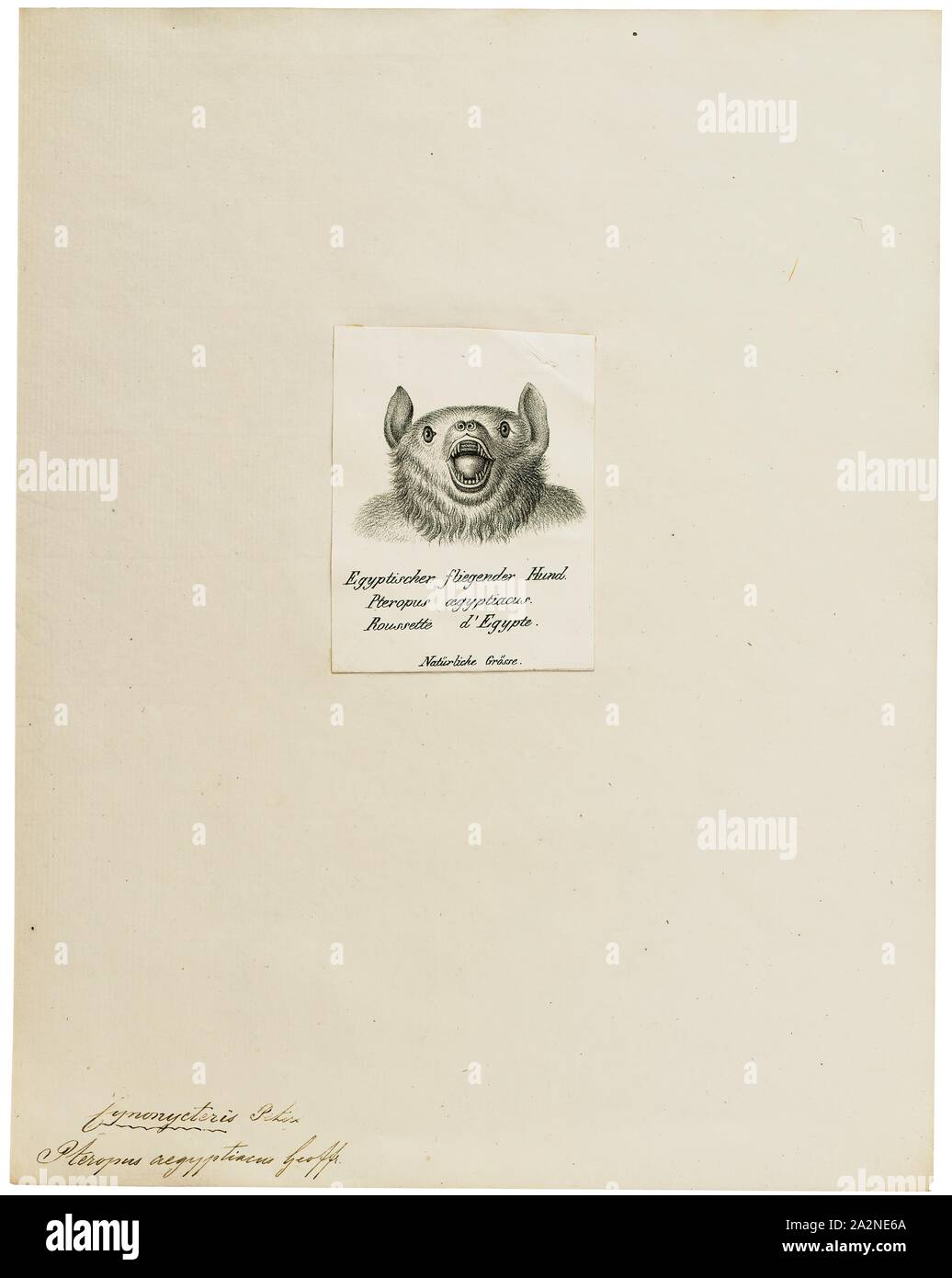 Pteropus aegyptiacus, Print, Pteropus (suborder Yinpterochiroptera) is ...