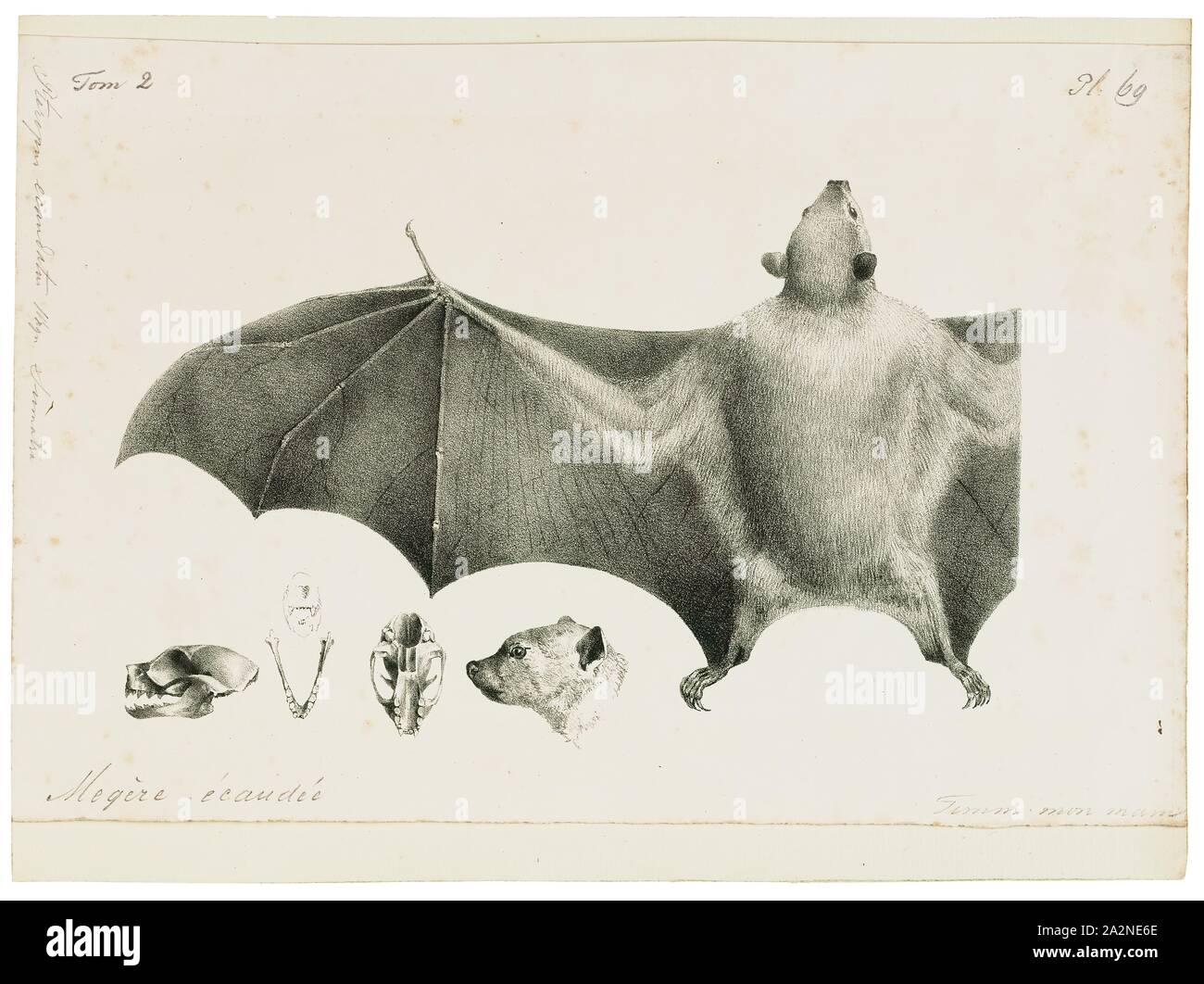 Pteropus ecaudatus, Print, Pteropus (suborder Yinpterochiroptera) is a ...