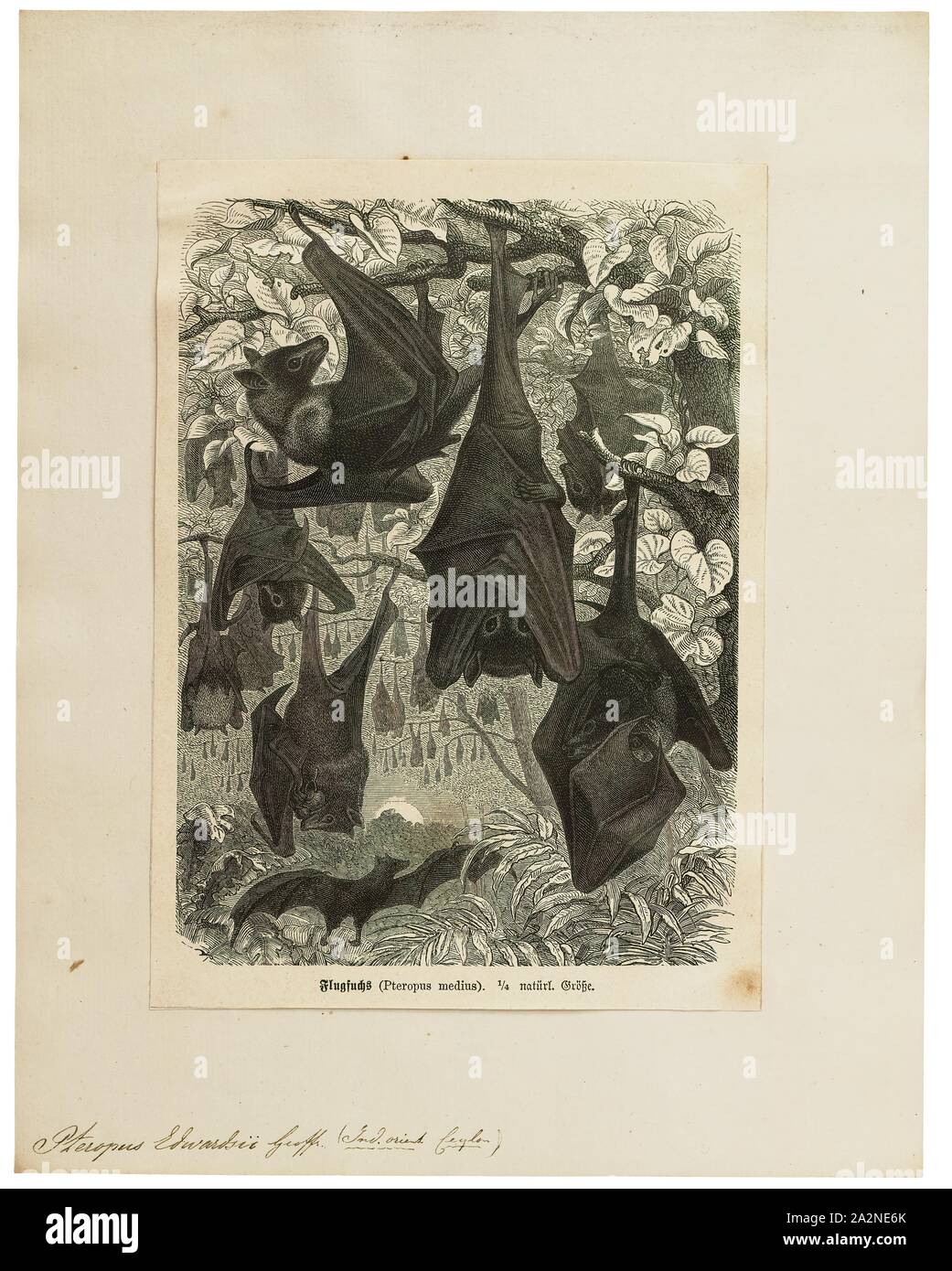 Pteropus edwardsii, Print, Pteropus (suborder Yinpterochiroptera) is a ...