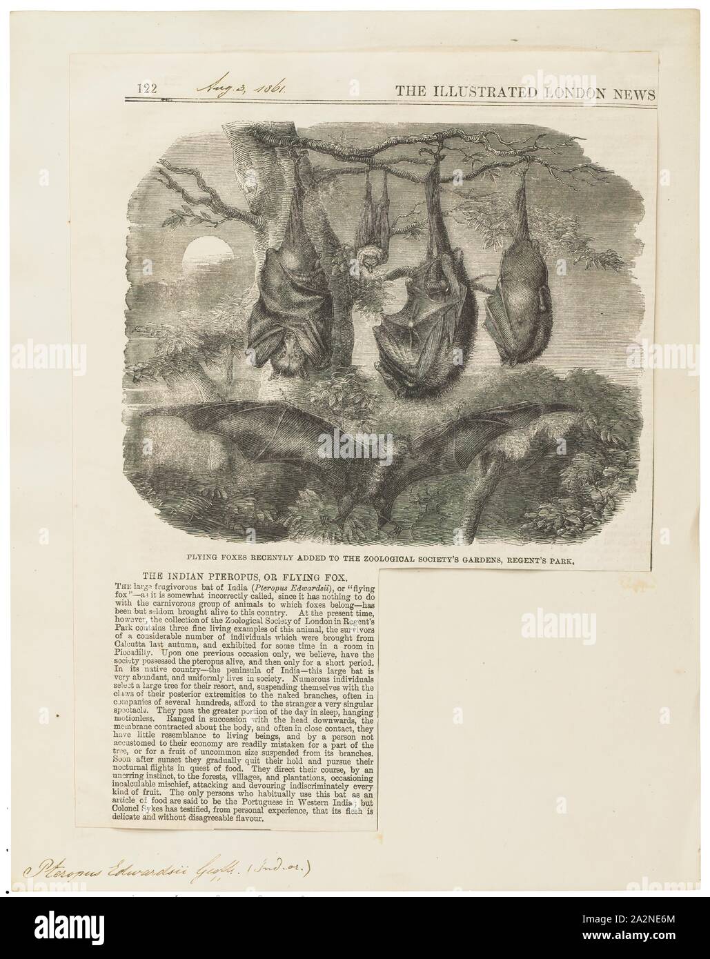 Pteropus edwardsii, Print, Pteropus (suborder Yinpterochiroptera) is a ...
