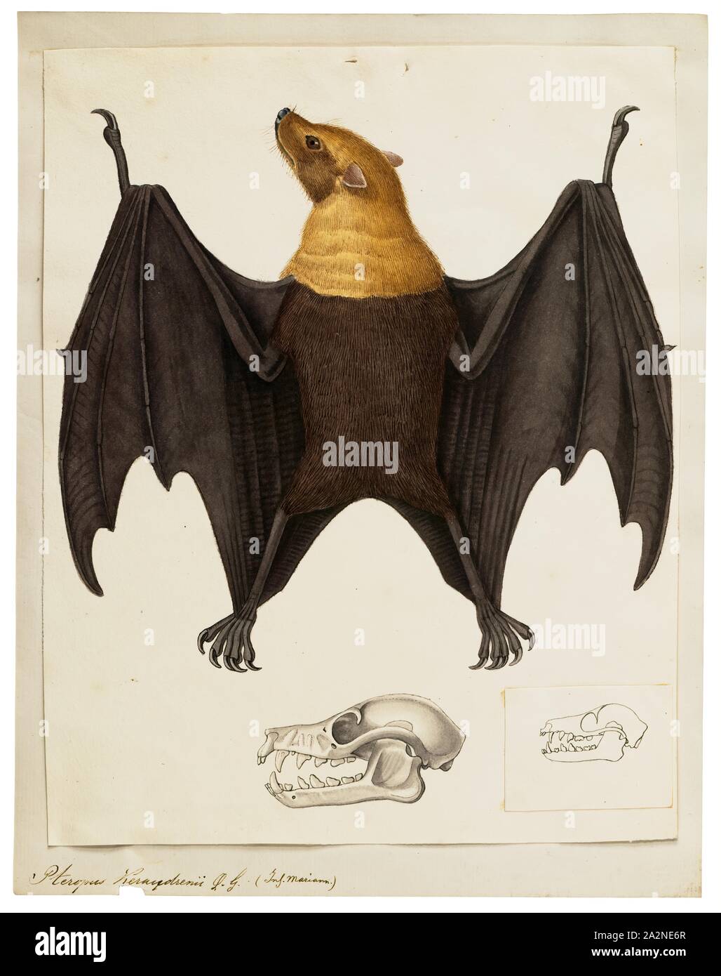 Flying Fox Bat Diagram