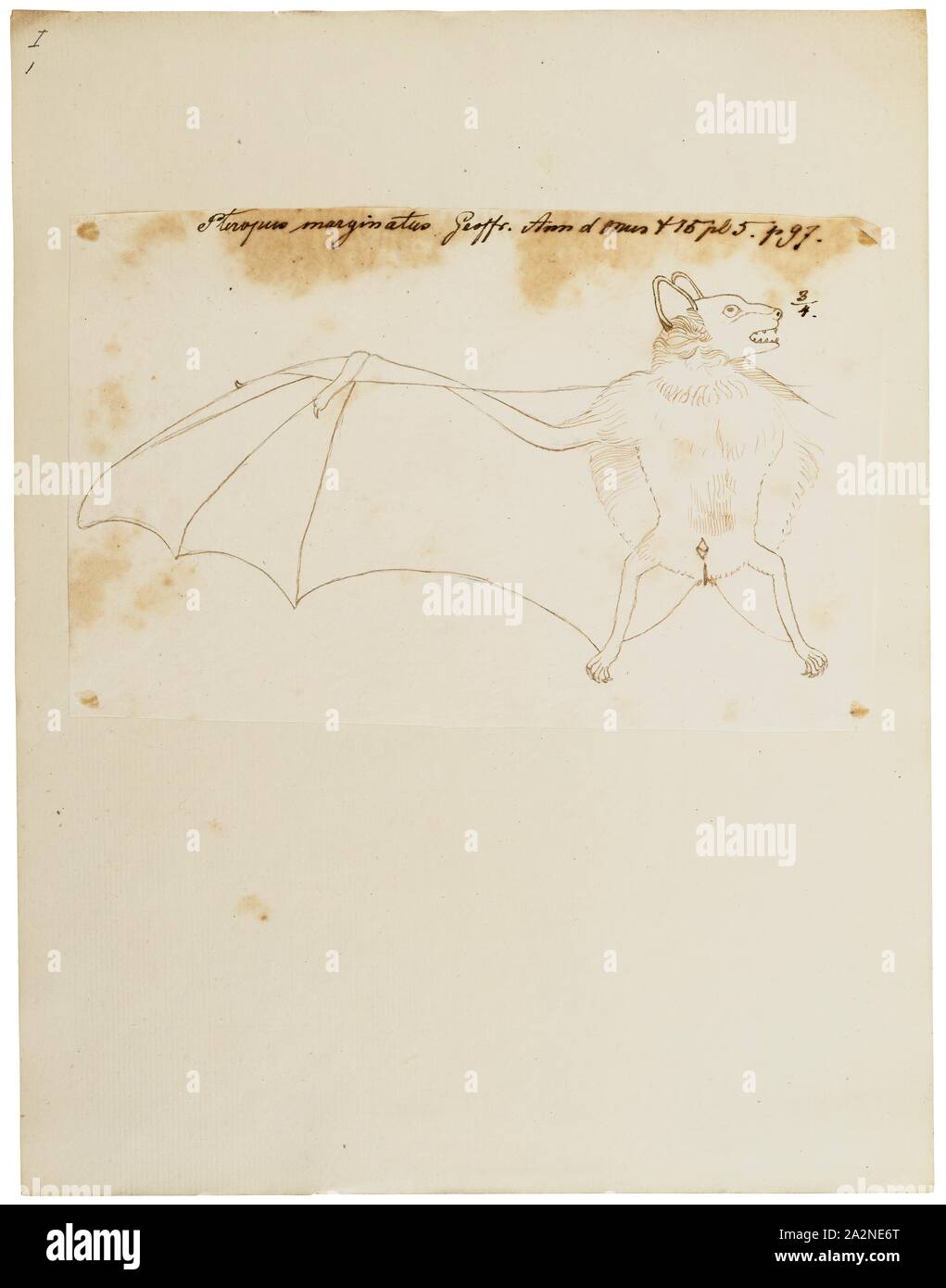 Pteropus marginatus, Print, Pteropus (suborder Yinpterochiroptera) is a ...