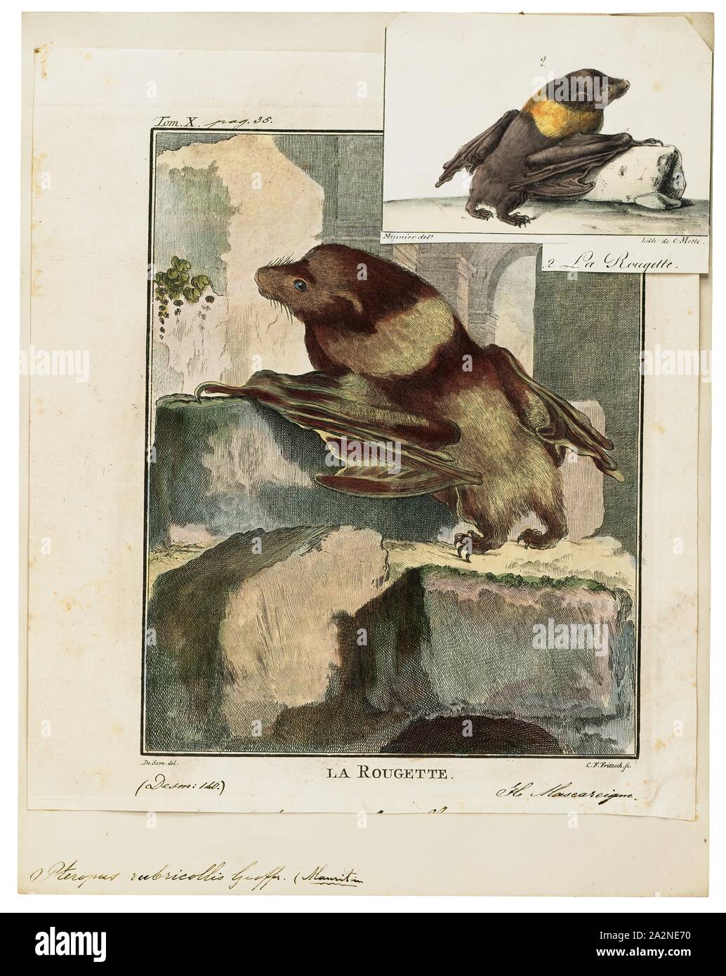 Pteropus rubricollis hi-res stock photography and images - Alamy