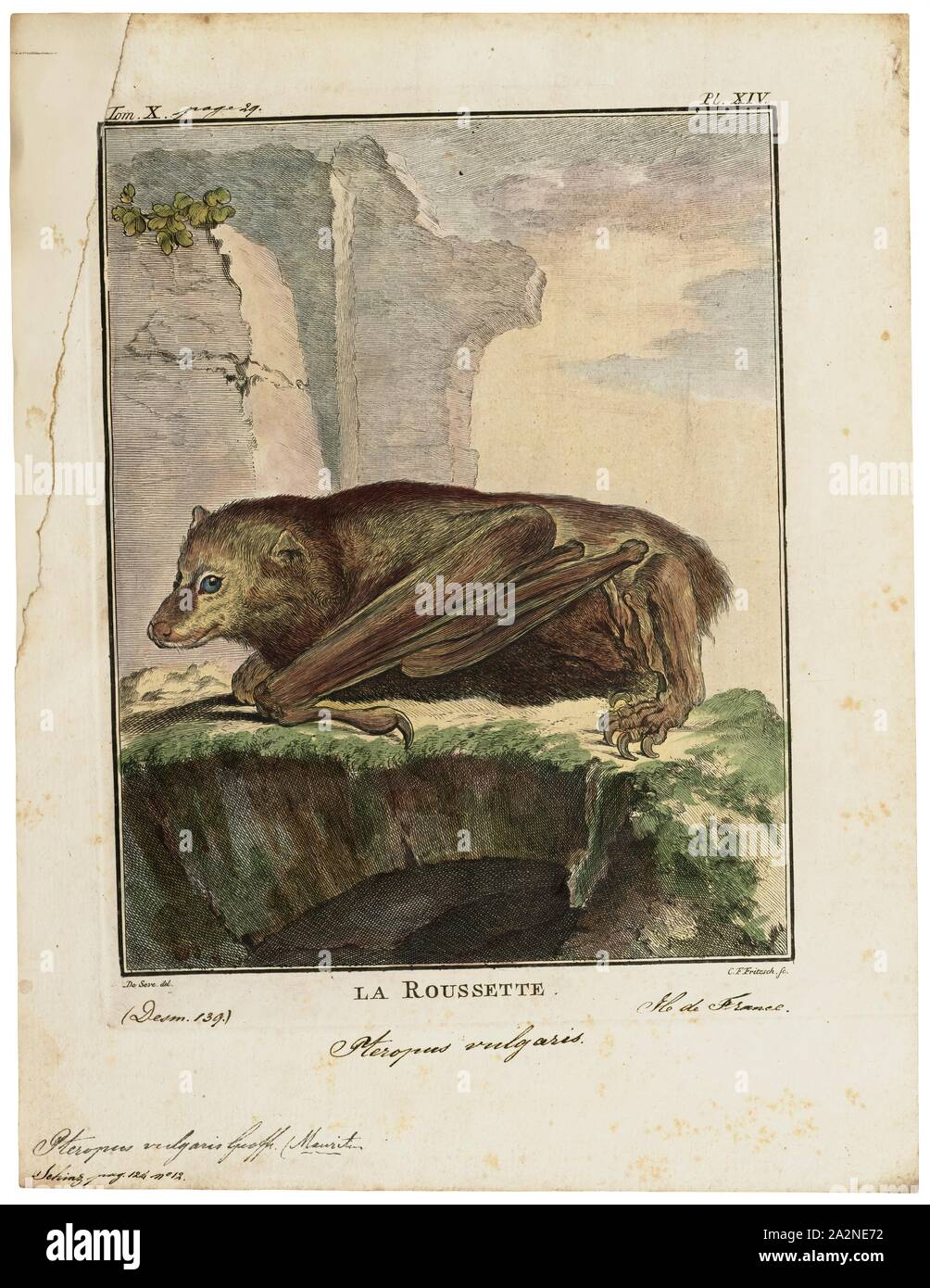 Pteropus vulgaris, Print, Pteropus (suborder Yinpterochiroptera) is a ...