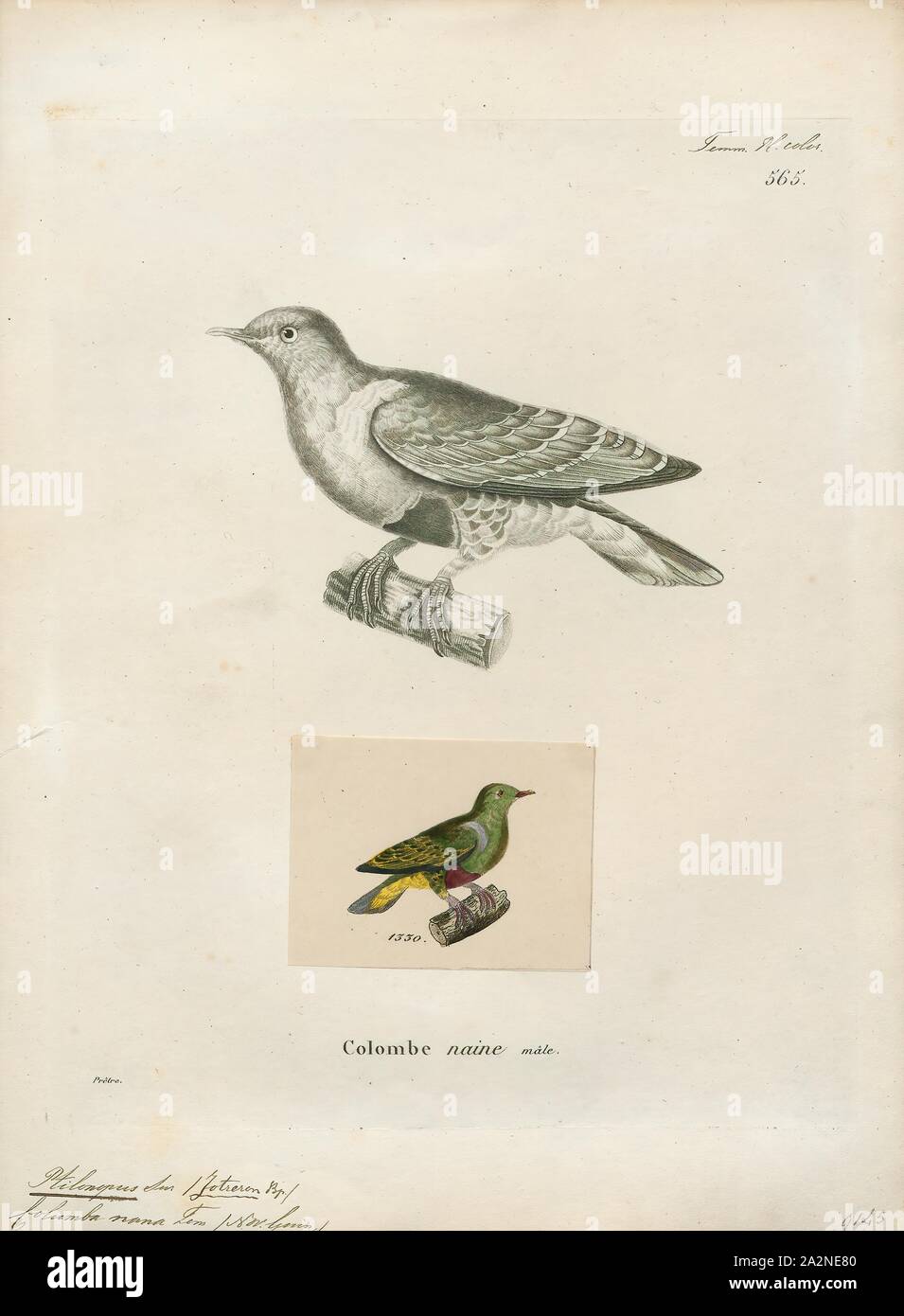 Dwarf fruit dove hi-res stock photography and images - Alamy