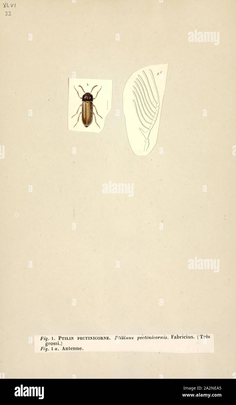 Ptilinus, Print, Ptilinus is a genus of death-watch beetles in the ...