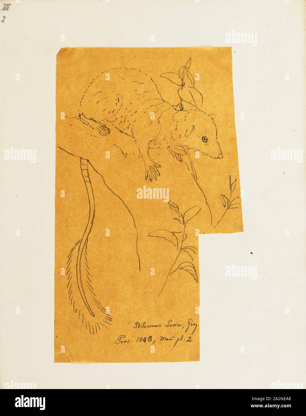 Ptilocercus lowii, Print, The pen-tailed treeshrew (Ptilocercus lowii ...