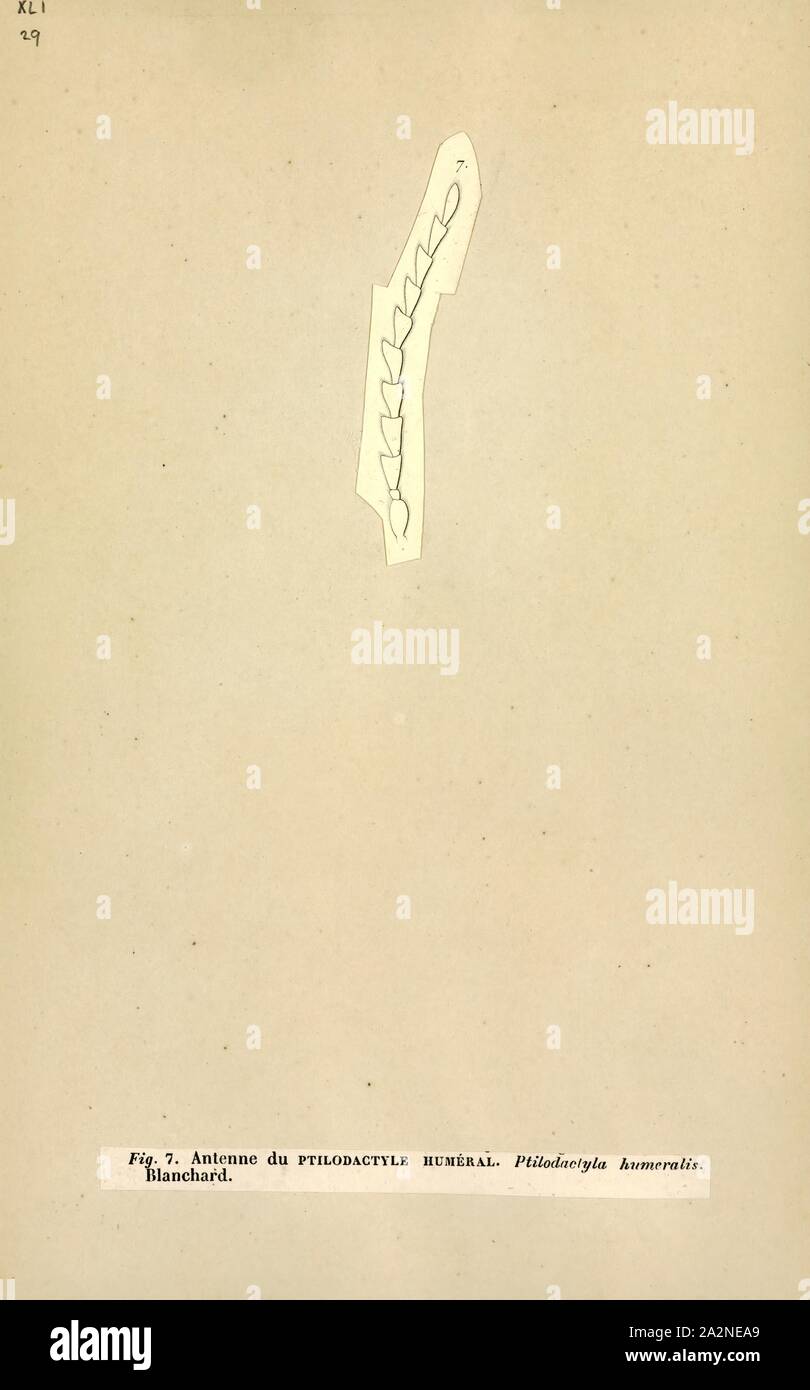 Toe winged beetles hi-res stock photography and images - Alamy