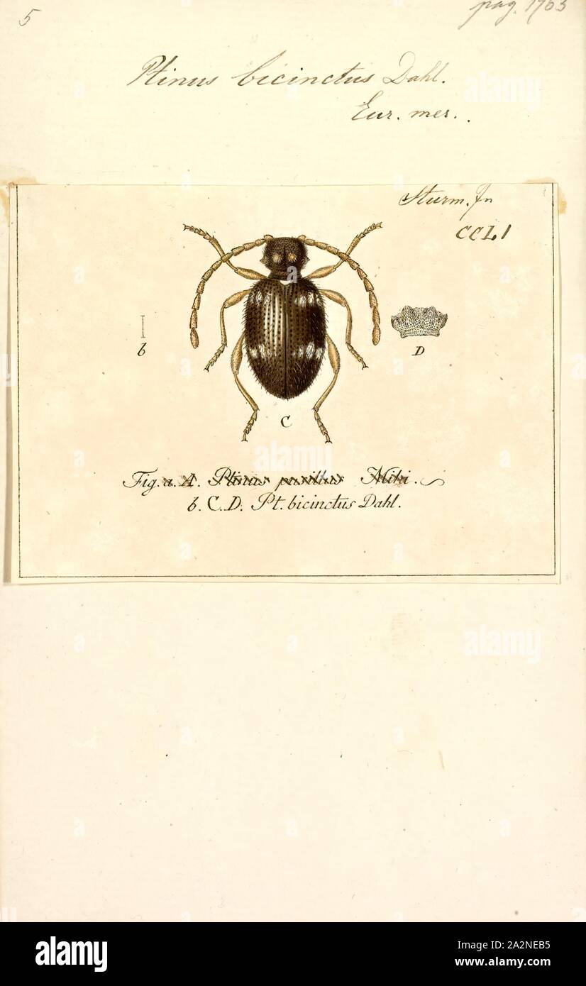 Australian spider beetles hi-res stock photography and images - Alamy