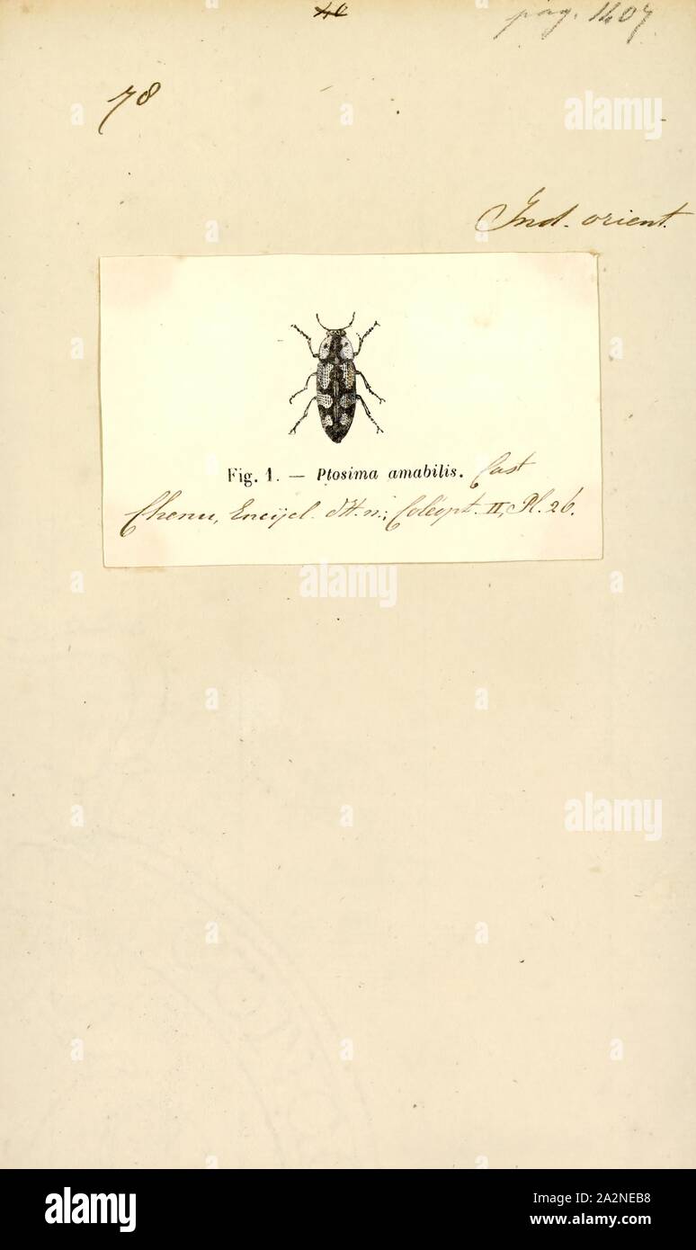 Ptosima, Print, Ptosima is a genus of beetles in the family Buprestidae ...