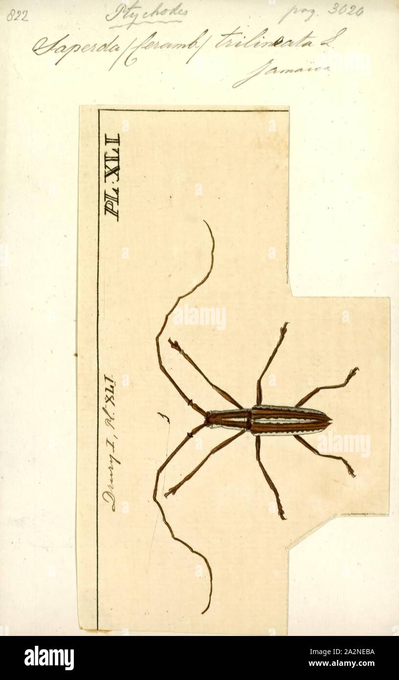 Ptychodes, Print, Ptychodes is a genus of flat-faced longhorn beetles ...