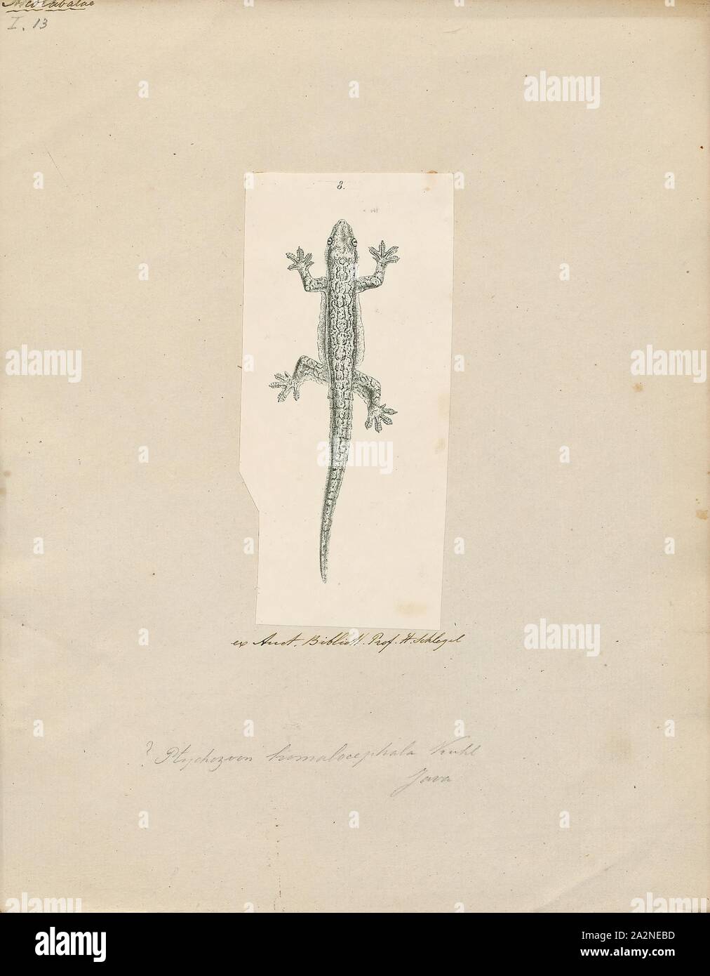 Vertebrae that facilitates gliding hi-res stock photography and images ...