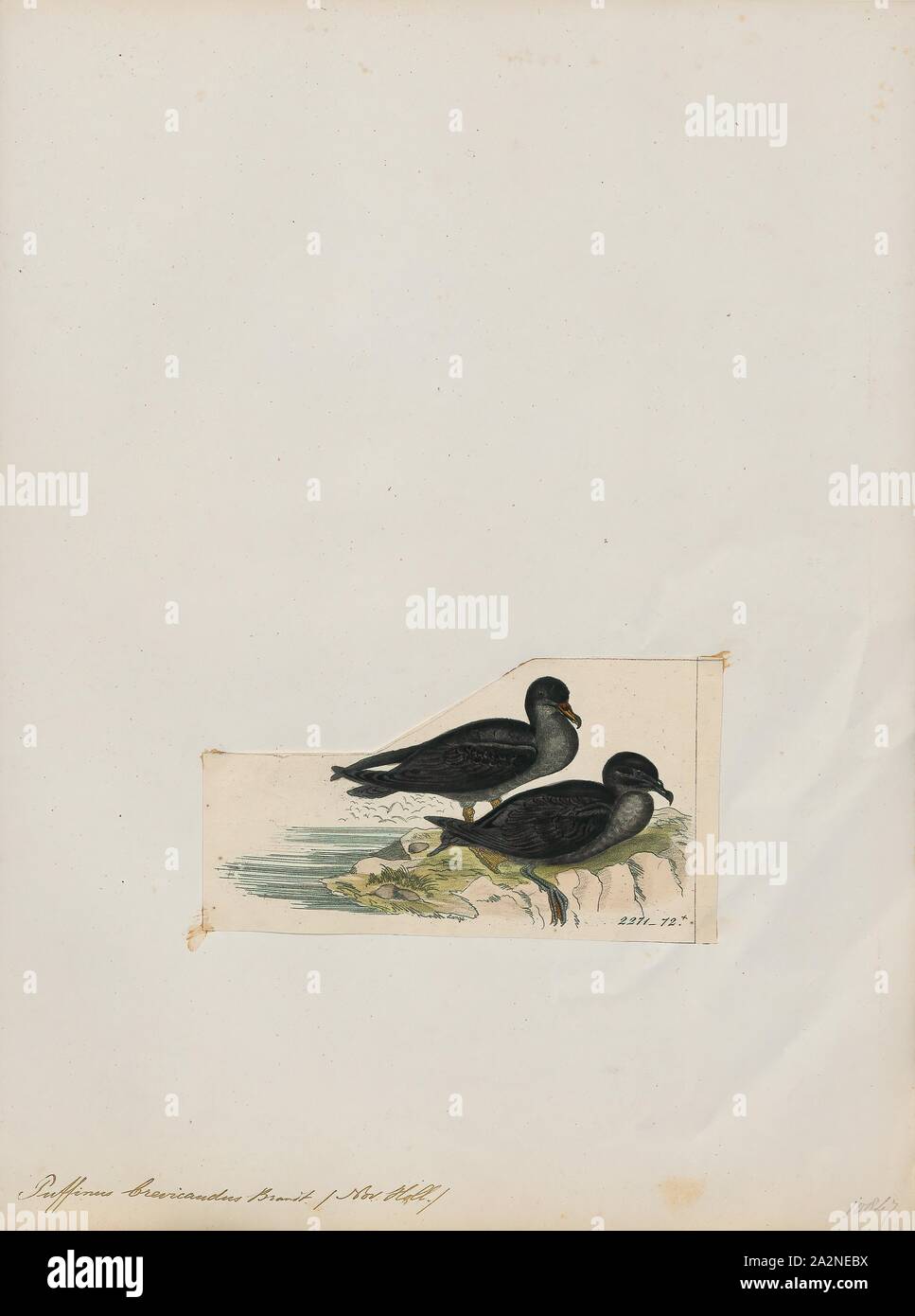 Genus shearwater hi-res stock photography and images - Alamy