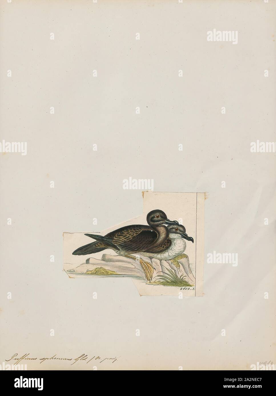 Seven genera hi-res stock photography and images - Alamy