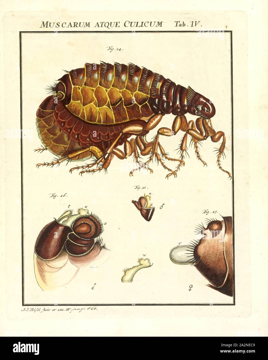 Pulex Irritans Morphology
