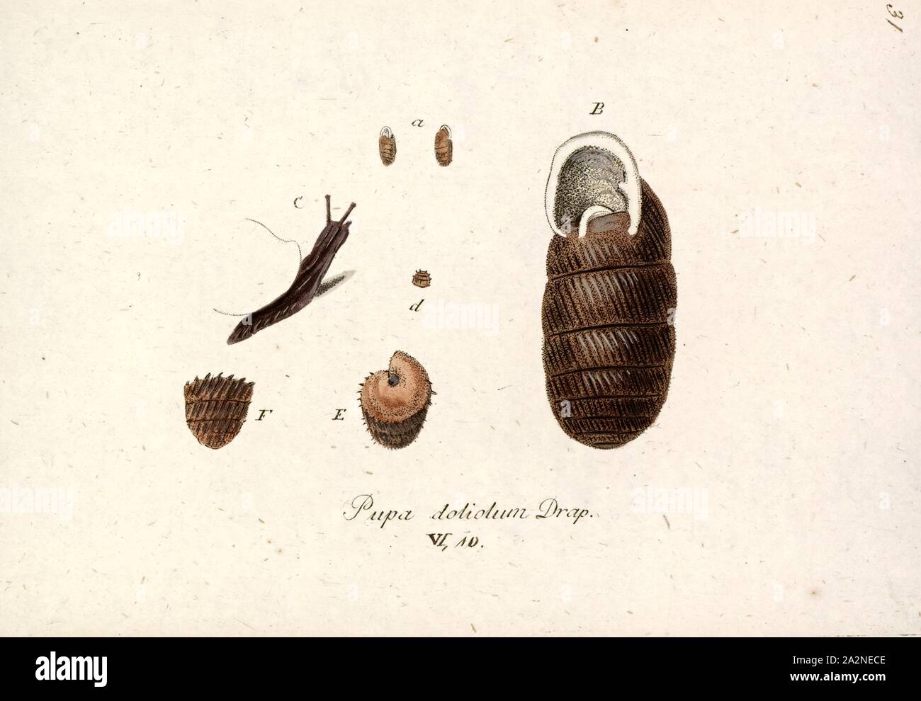 Pupa dolium hi-res stock photography and images - Alamy