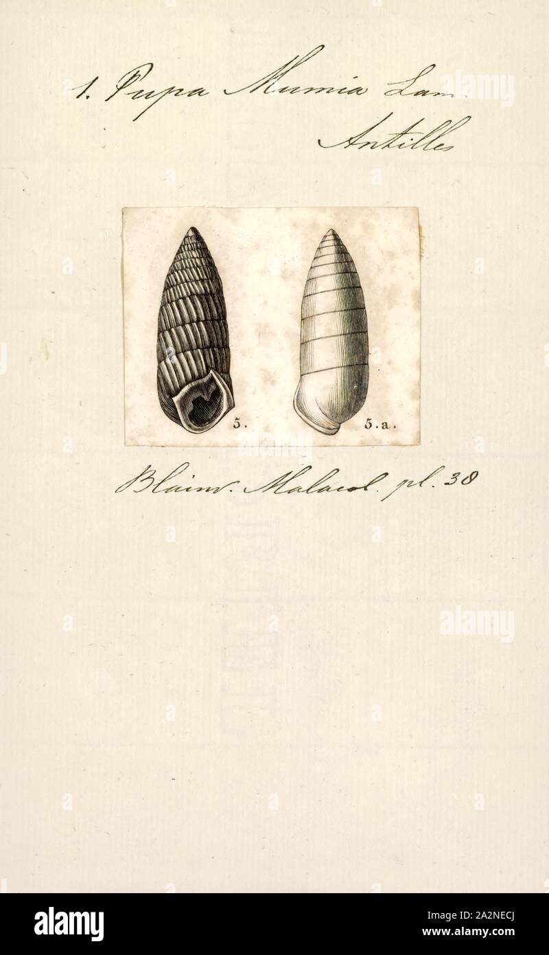 Pupa mumia hi-res stock photography and images - Alamy