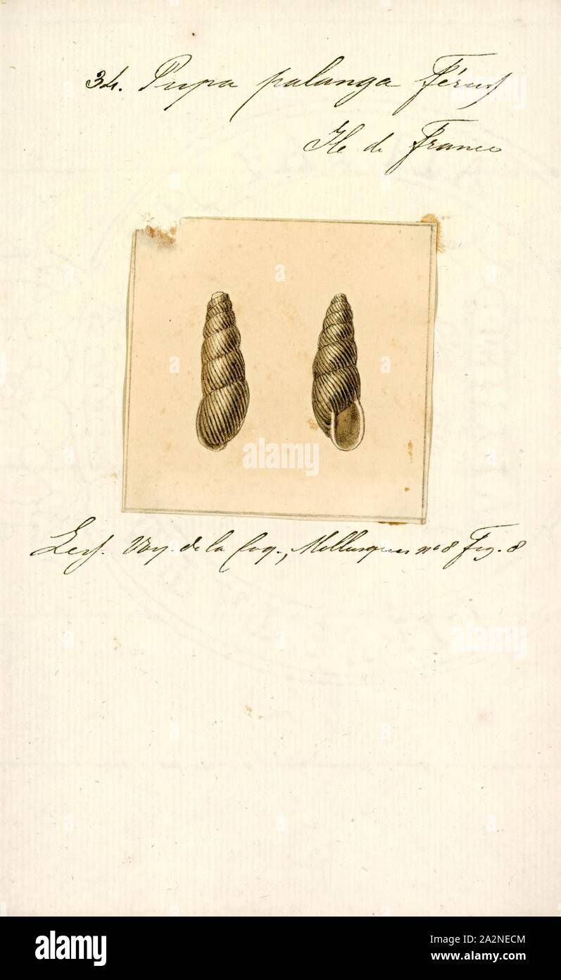 Pupa palanga hi-res stock photography and images - Alamy