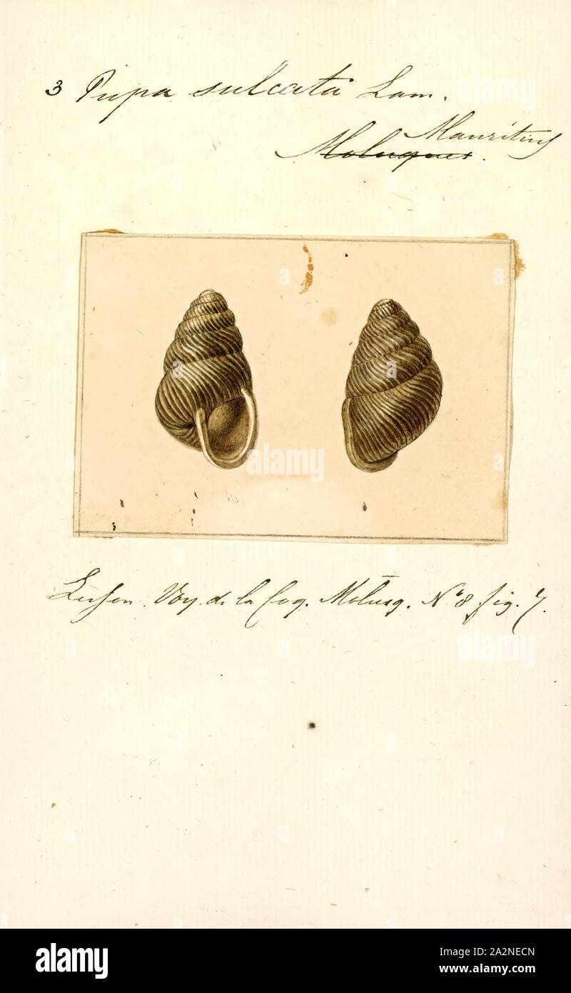 Pupa sulcata, Print Stock Photo - Alamy