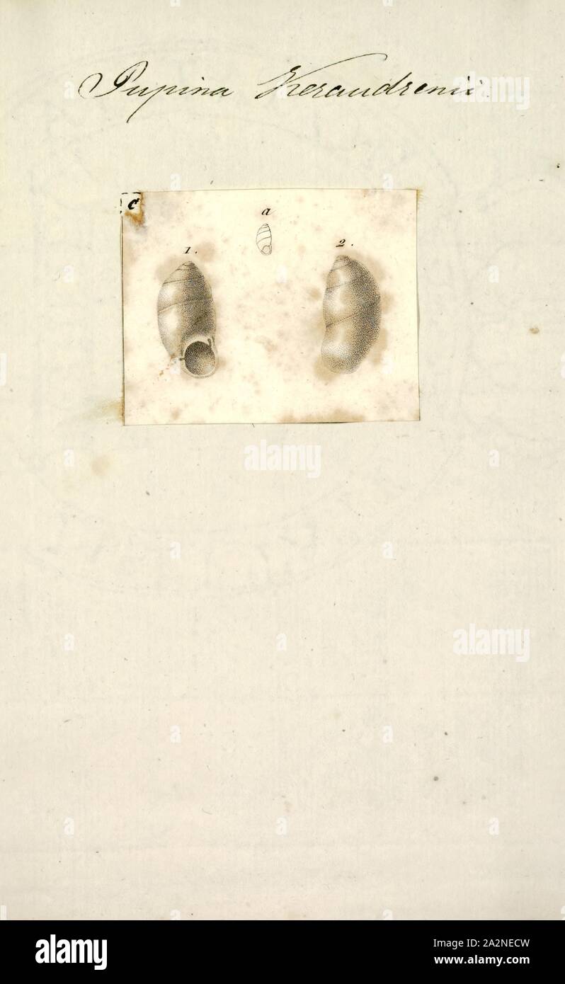 Pupina keraudrenii, Print, Pupina is a genus of land snails with an ...