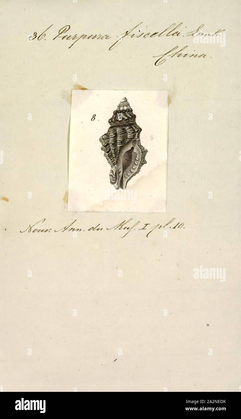 Purpura fiscella, Print Stock Photo - Alamy