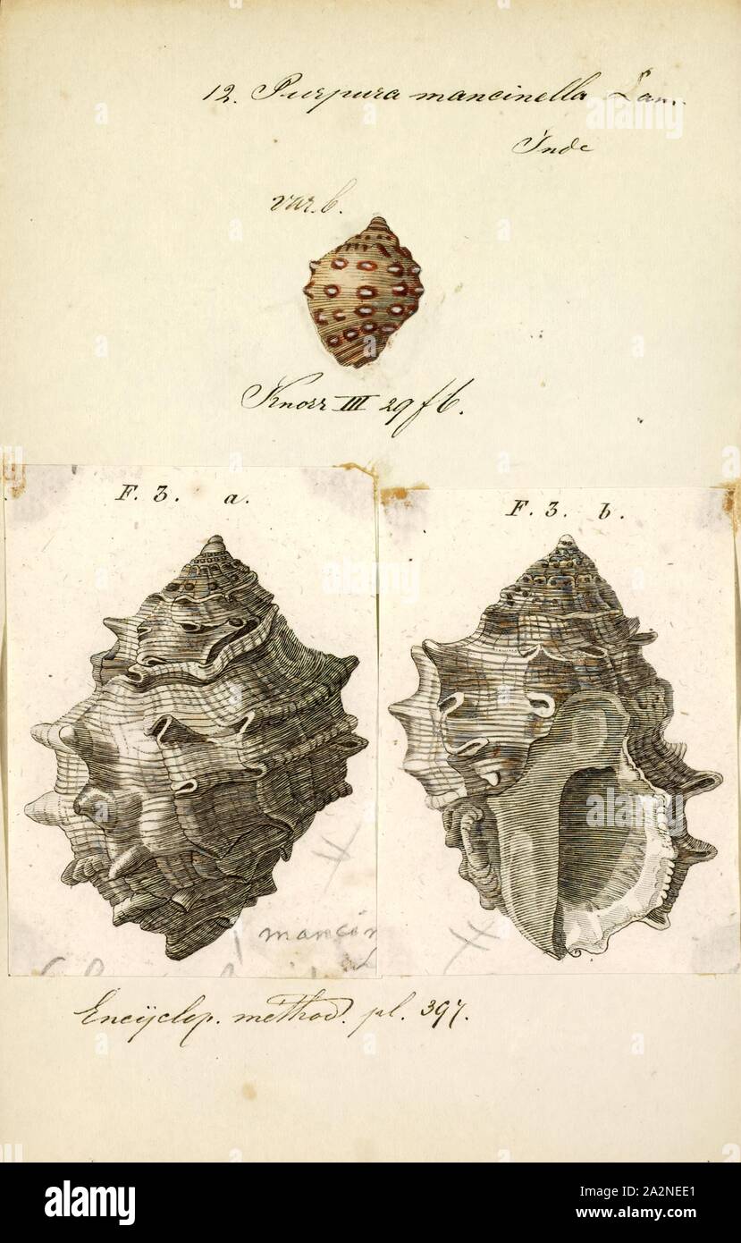 Purpura mancinella, Print, Thais (Mancinella) alouina, common name ...