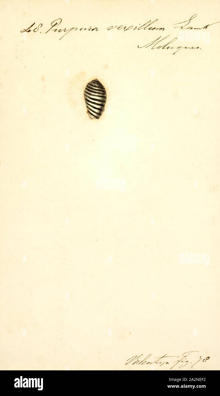 Vexillum hi-res stock photography and images - Alamy