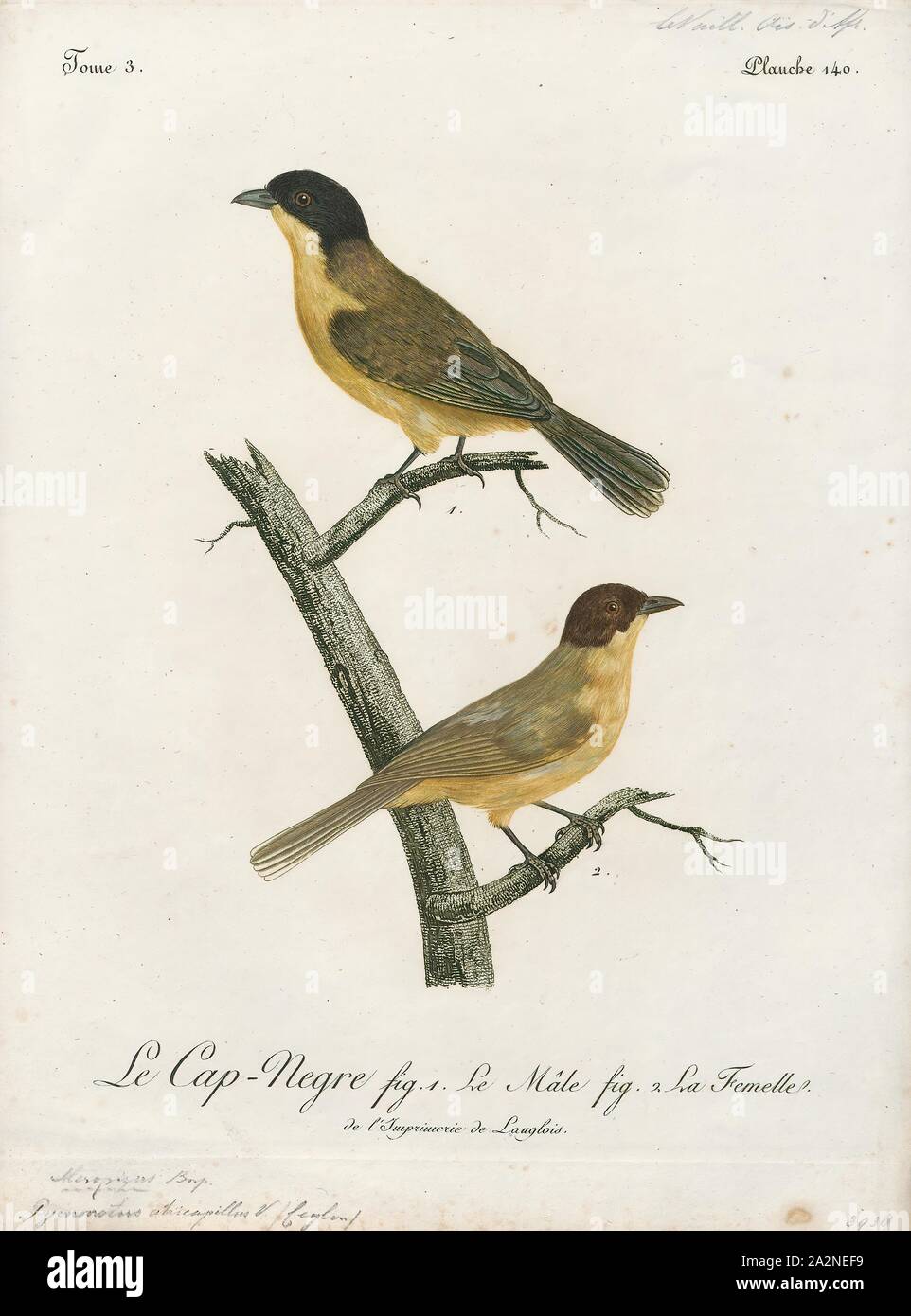 Pycnonotus atricapillus, Print, Yellow-vented bulbul (Pycnonotus ...