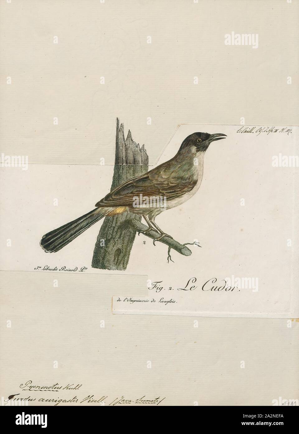 Pycnonotus aurigaster, Print, The sooty-headed bulbul (Pycnonotus ...