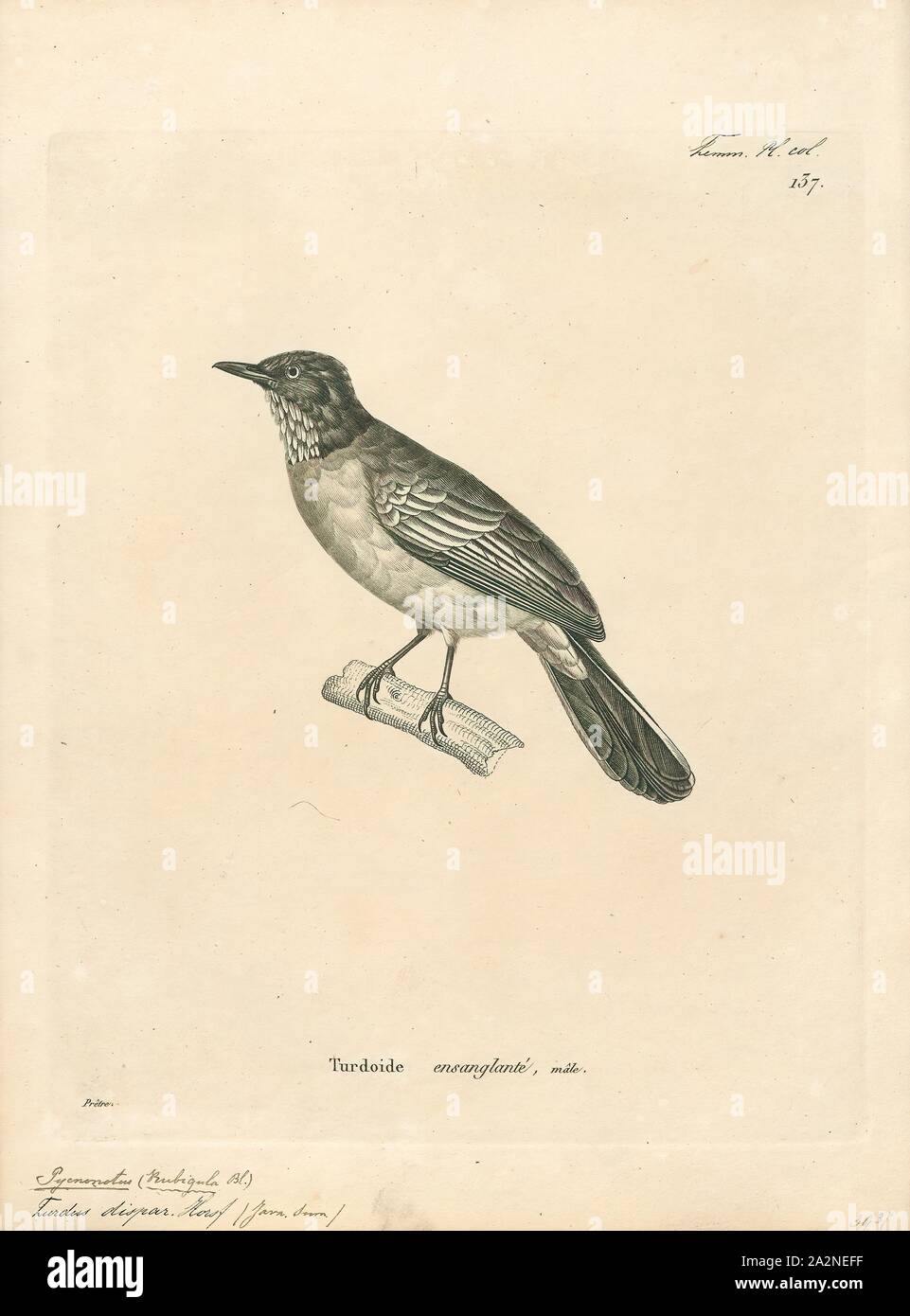 Pycnonotus dispar hi-res stock photography and images - Alamy