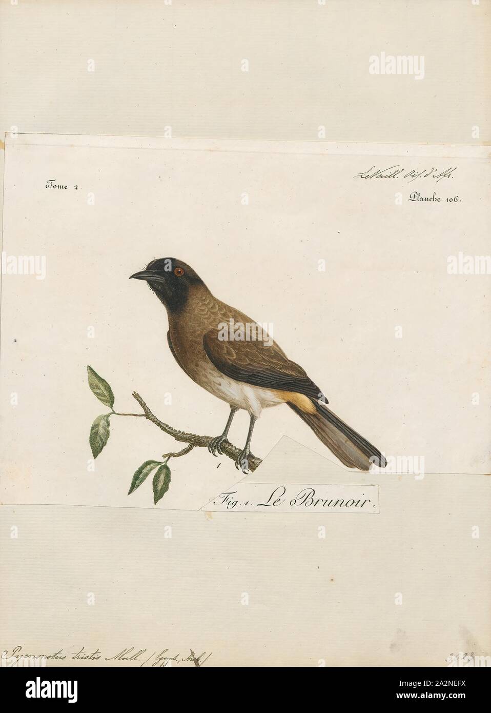 Pycnonotus tristis, Print, Yellow-vented bulbul (Pycnonotus goiavier ...